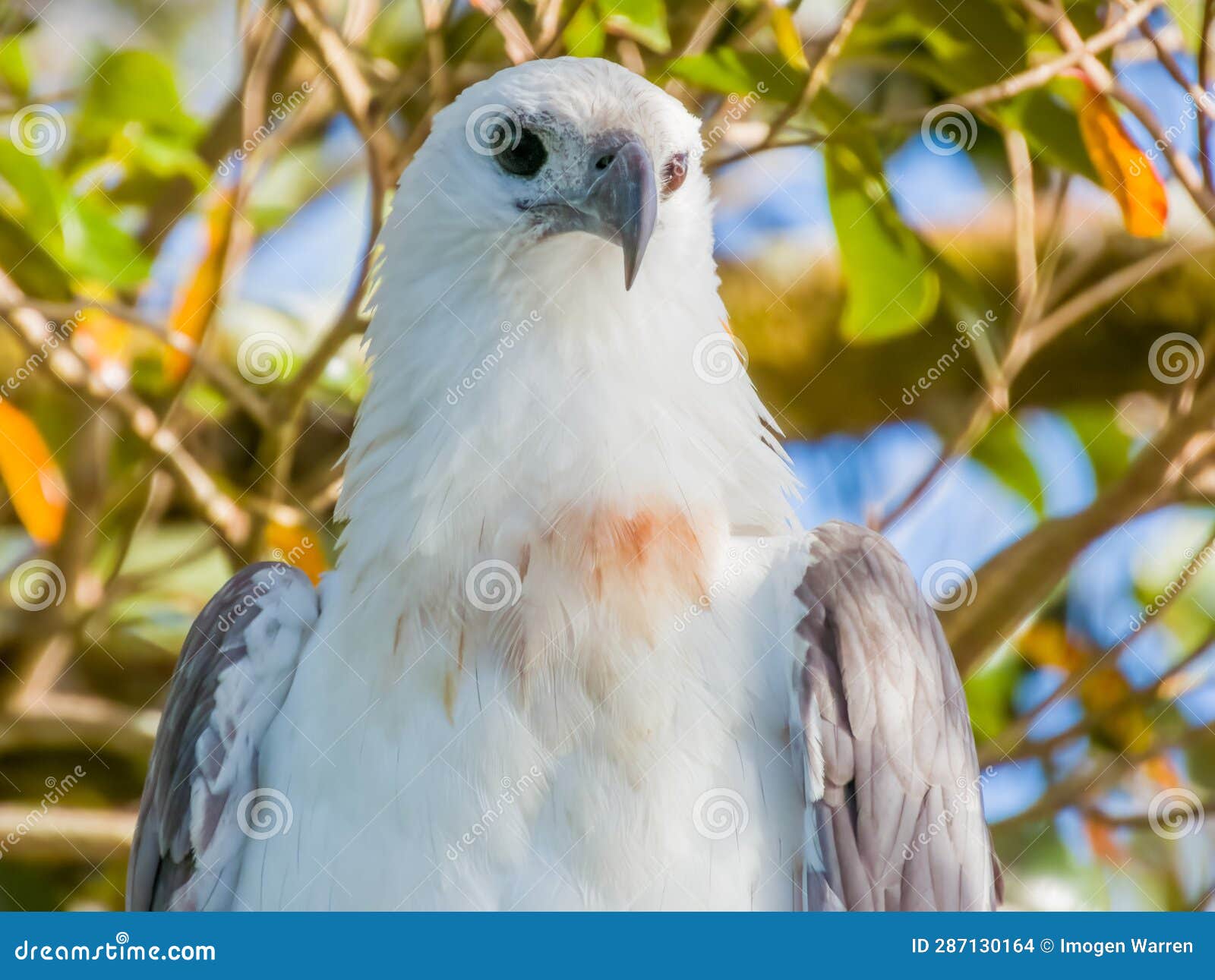 White-bellied Sea Eagle in Queensland Australia Stock Photo - Image of ...