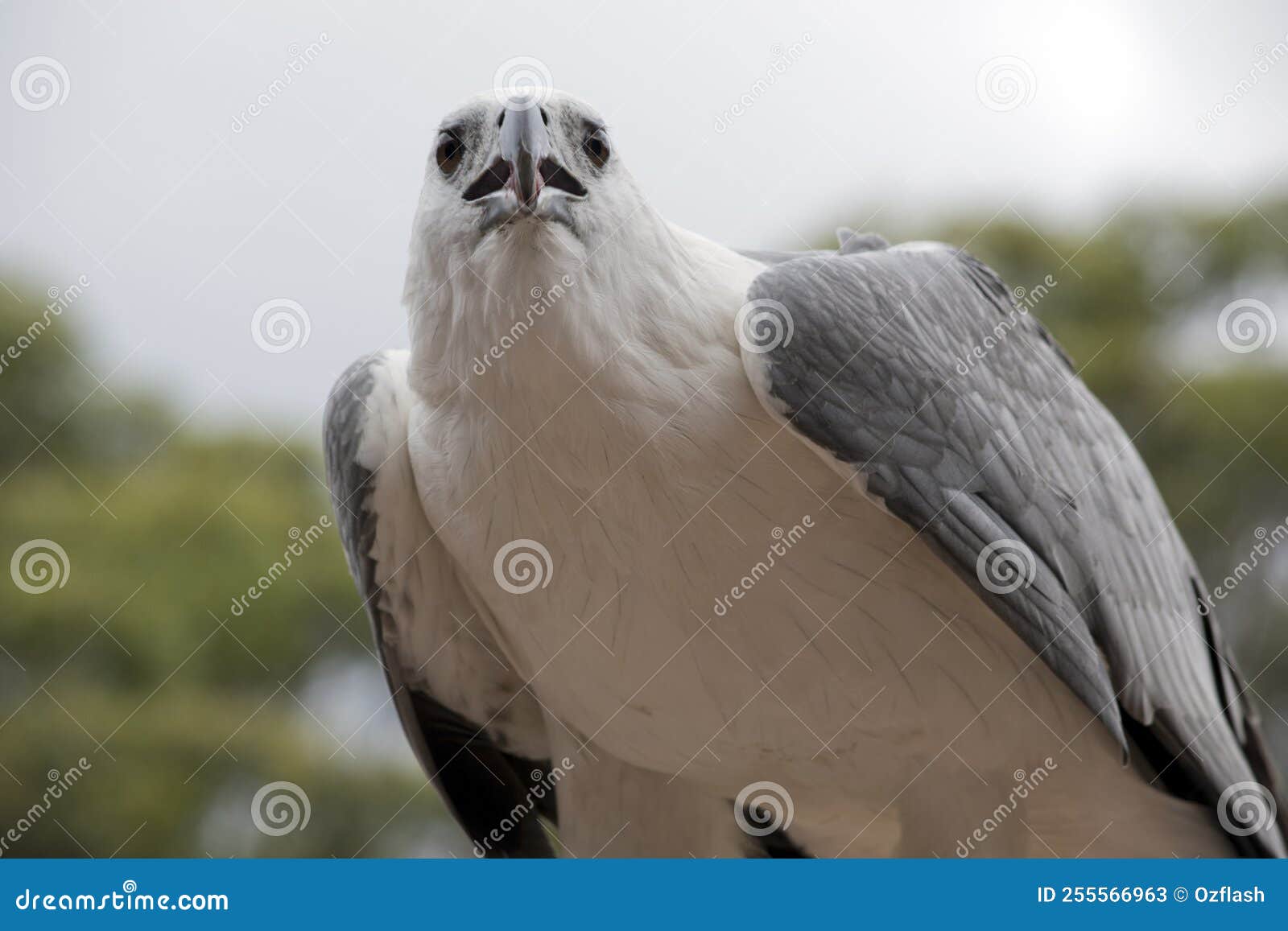 The White-bellied Sea-Eagle is the Second Largest Raptor Found in ...