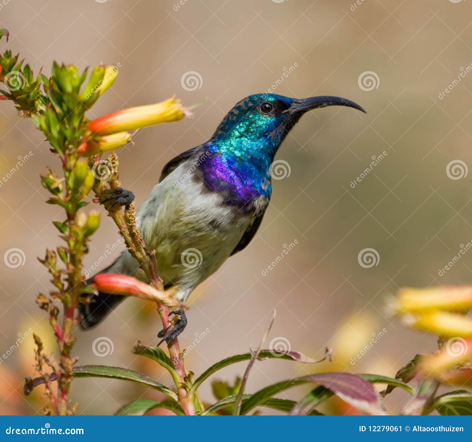 White-bellied Sunbird stock image. Image of tree, talatala - 12279061