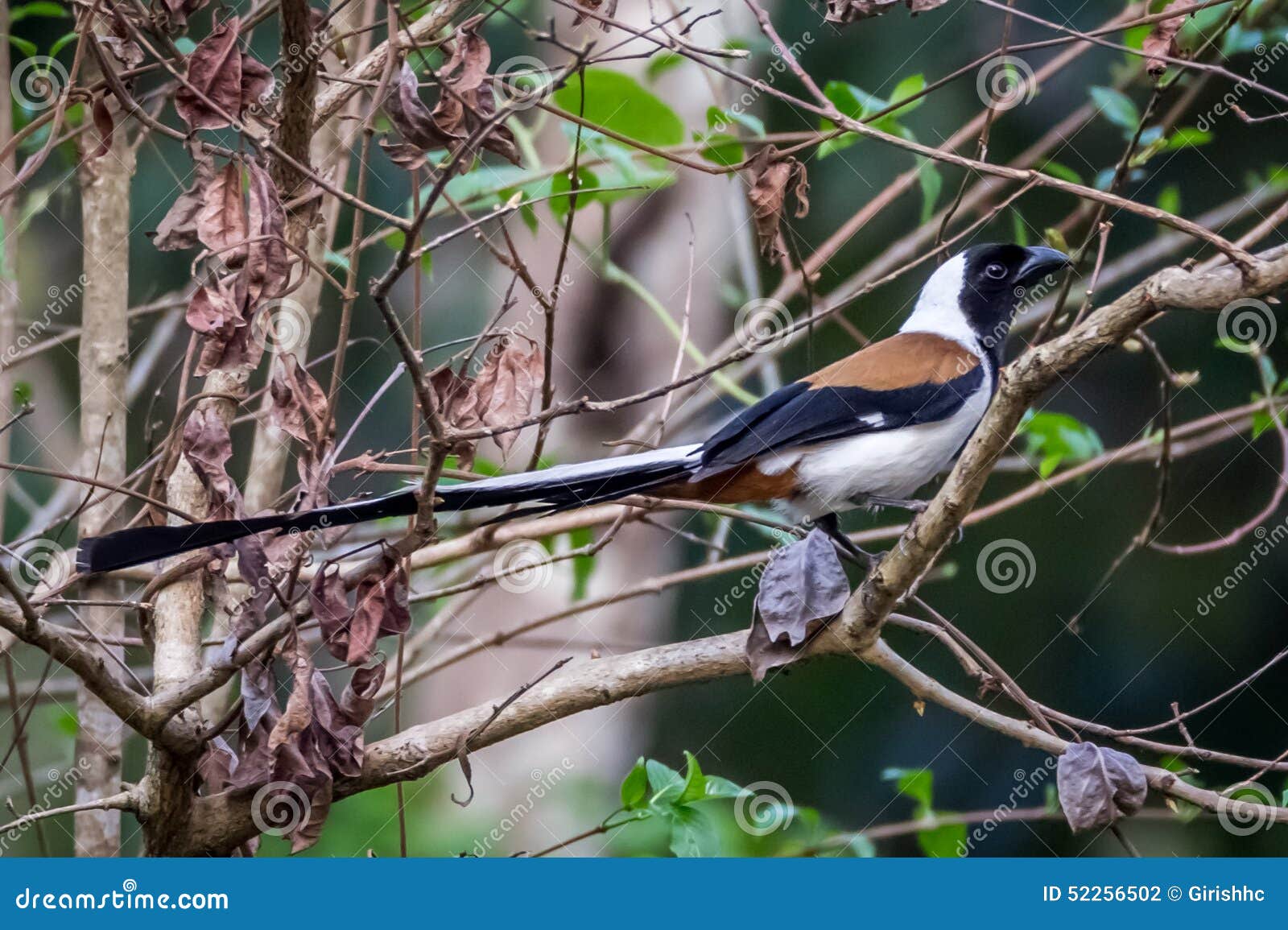 White bellied tree pie stock photo. Image of western - 52256502