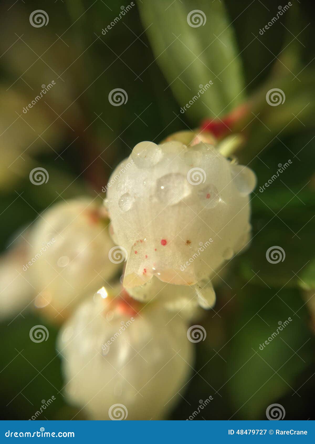 White bells stock image. Image of macro, bells, water - 48479727