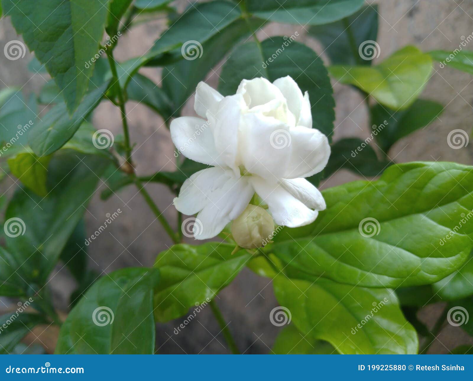 White Belly flower stock photo. Image of produce, herb - 199225880