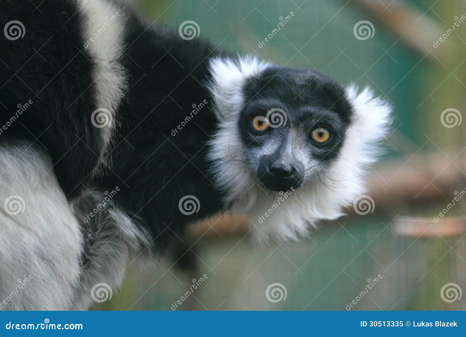 White-belted Black-and-white Ruffed Lemur Stock Image - Image of animal ...