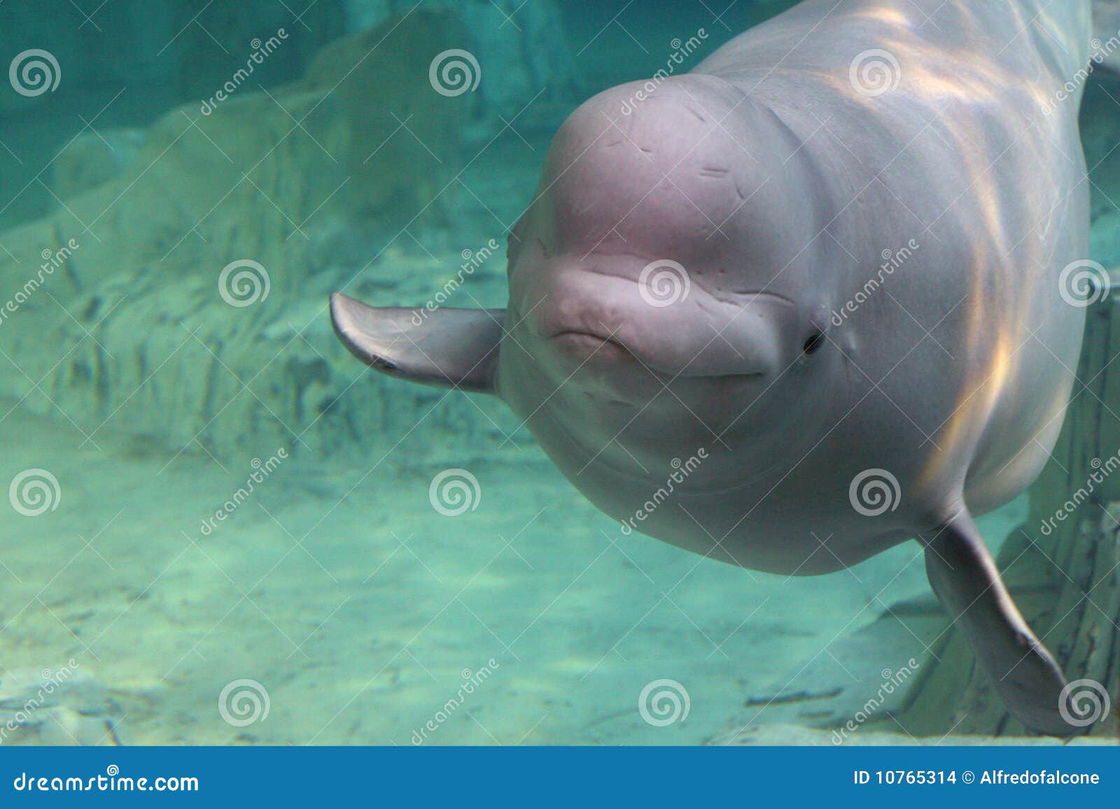 White Beluga stock photo. Image of beluga, leucas, whales - 10765314