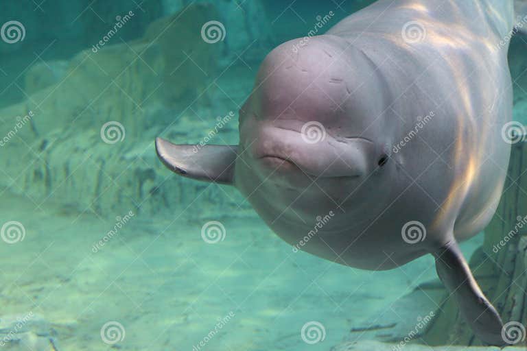 White Beluga stock photo. Image of beluga, leucas, whales - 10765314