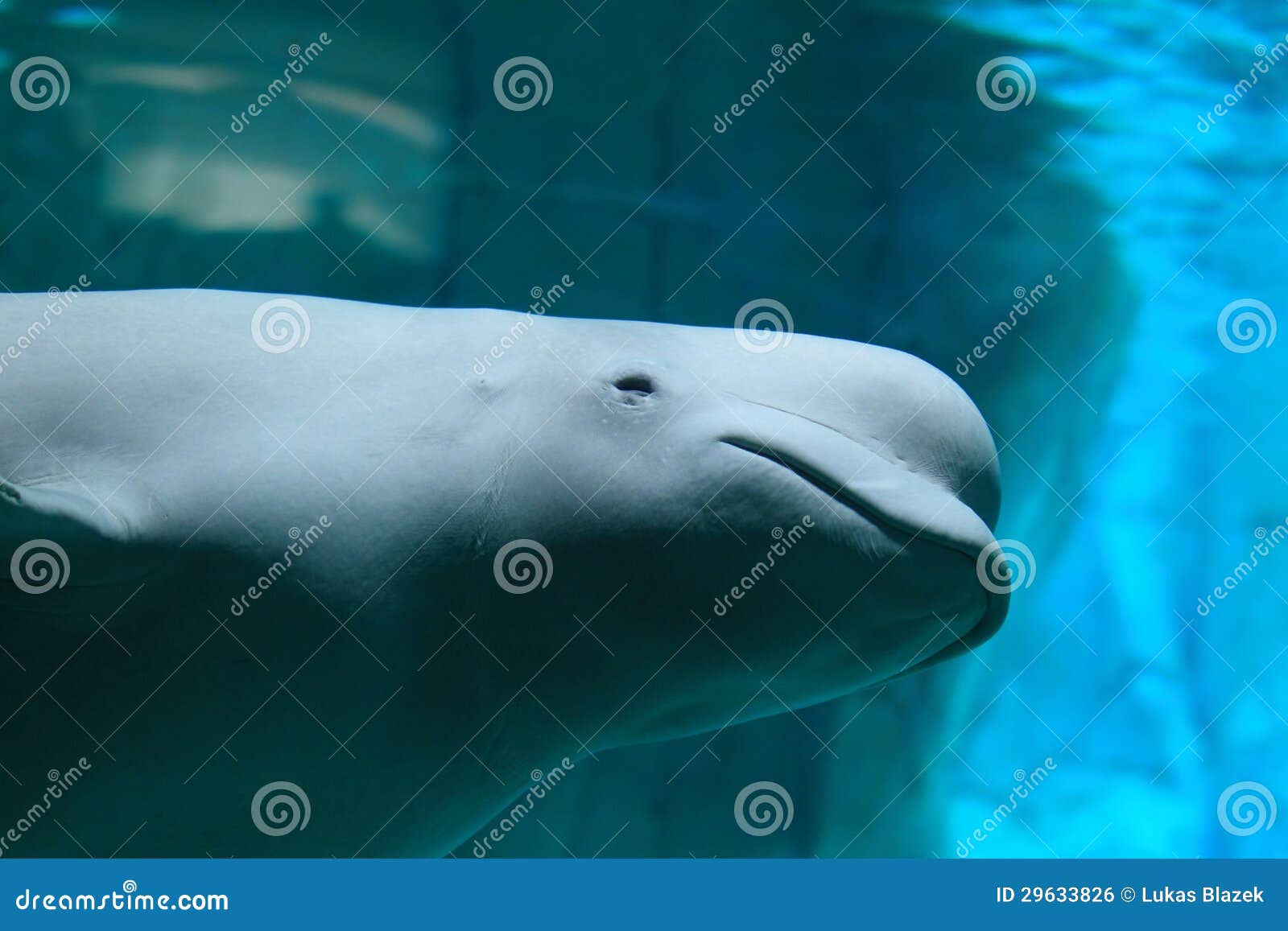 White beluga stock photo. Image of cetacean, animal, life - 29633826