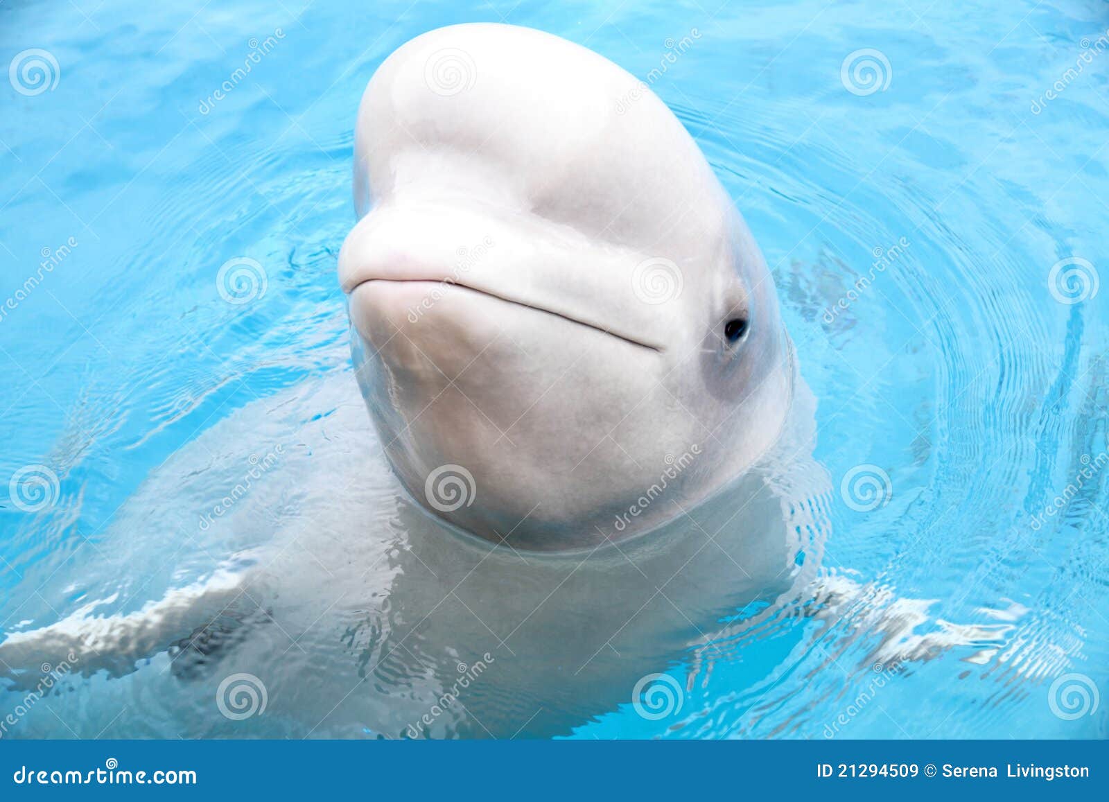 A white Beluga Whale stock image. Image of cute, aquarium - 21294509