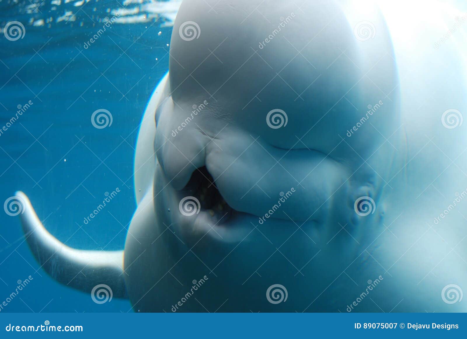 Large Beluga Fish Also Known As Great Sturgeon Or Huso Huso Is Swiming ...