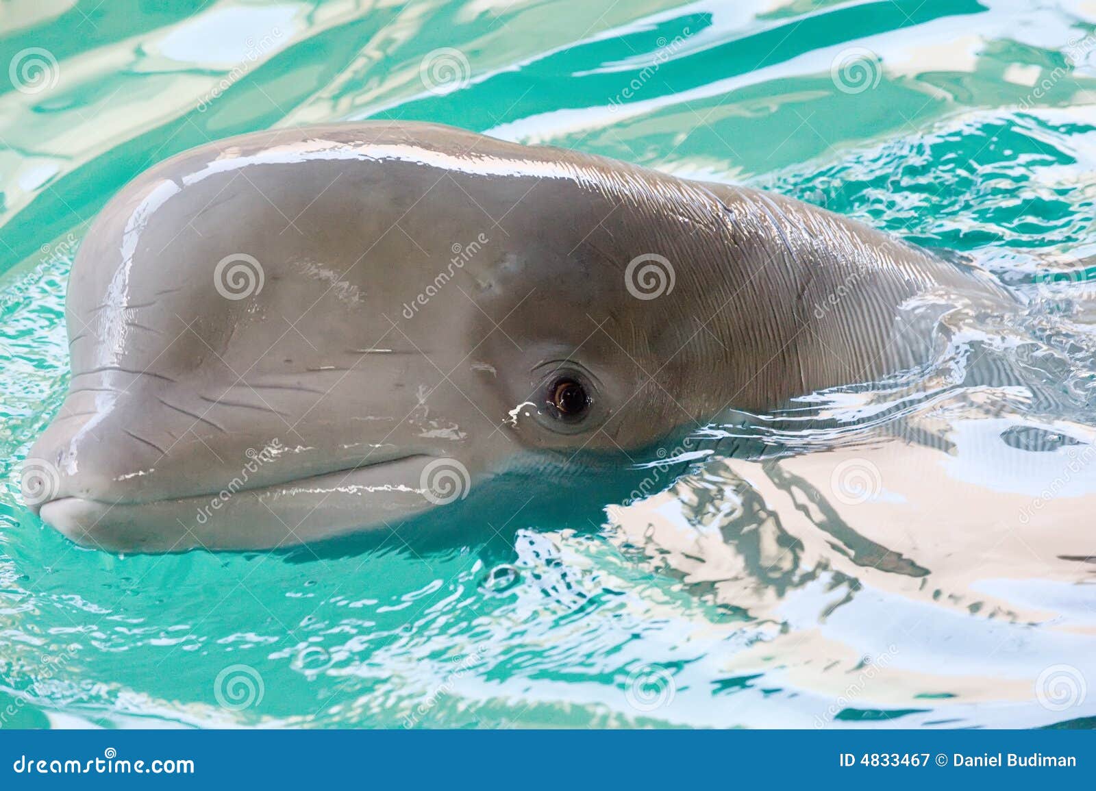 White beluga whale smiling stock image. Image of endangered - 4833467