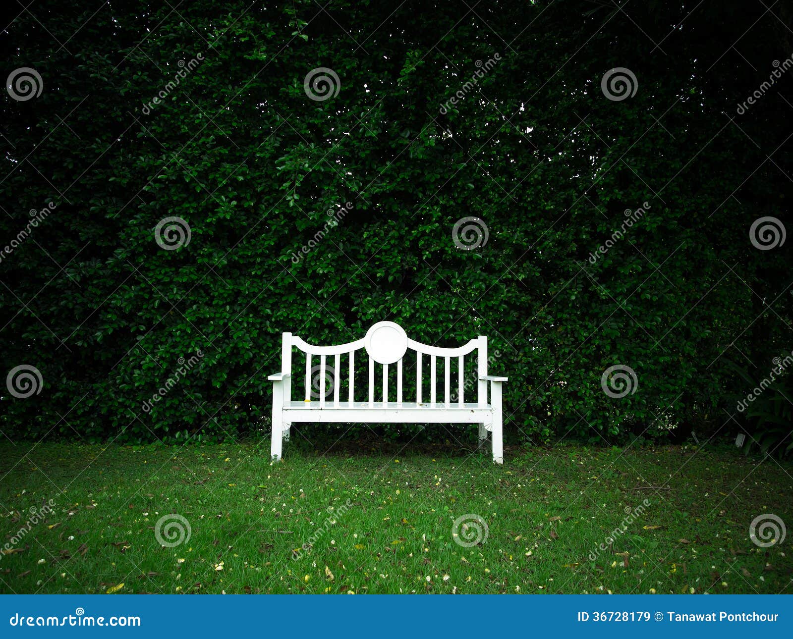 White bench in garden stock image. Image of nature, grass - 36728179