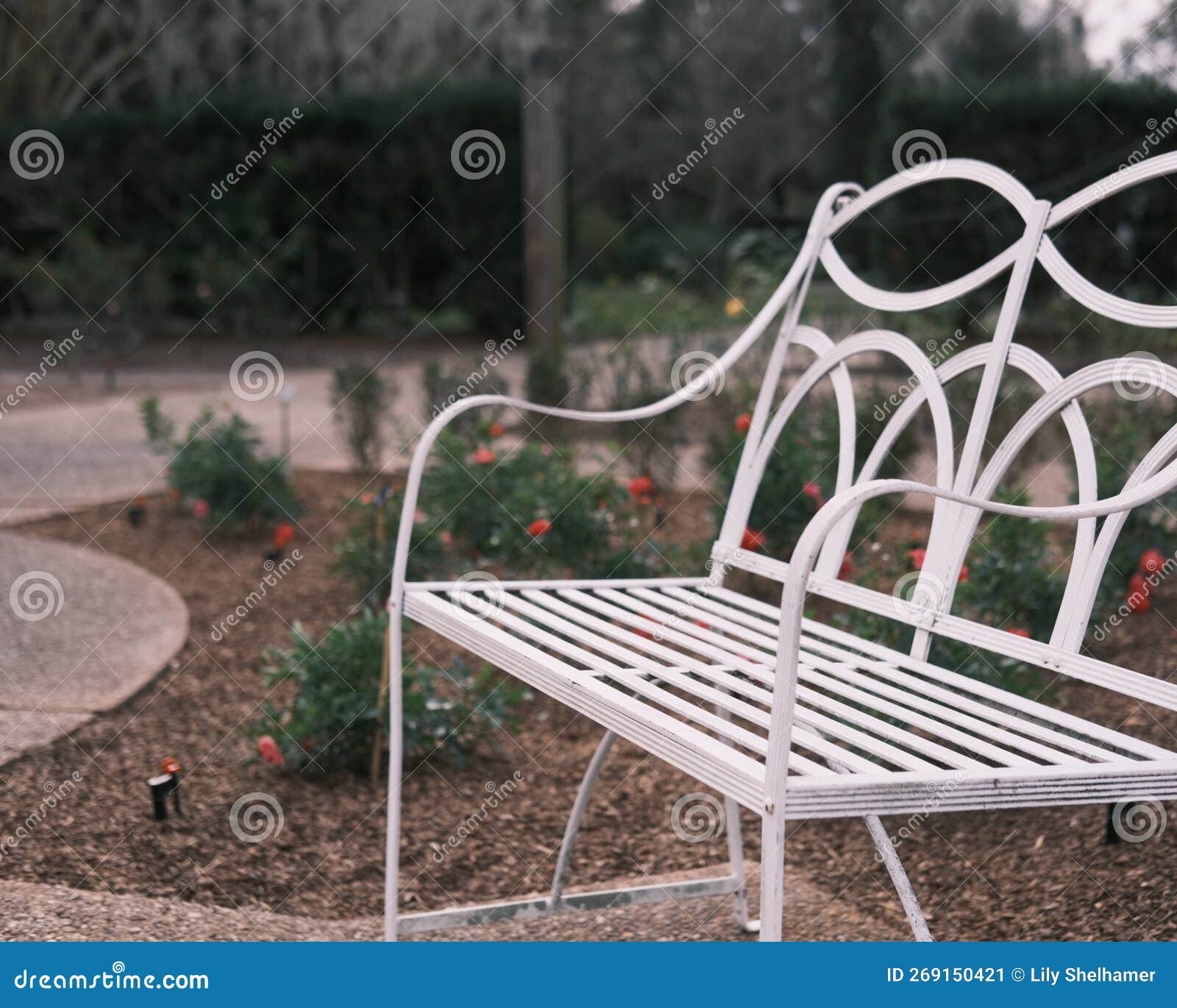 A white bench in a garden stock image. Image of sitting - 269150421