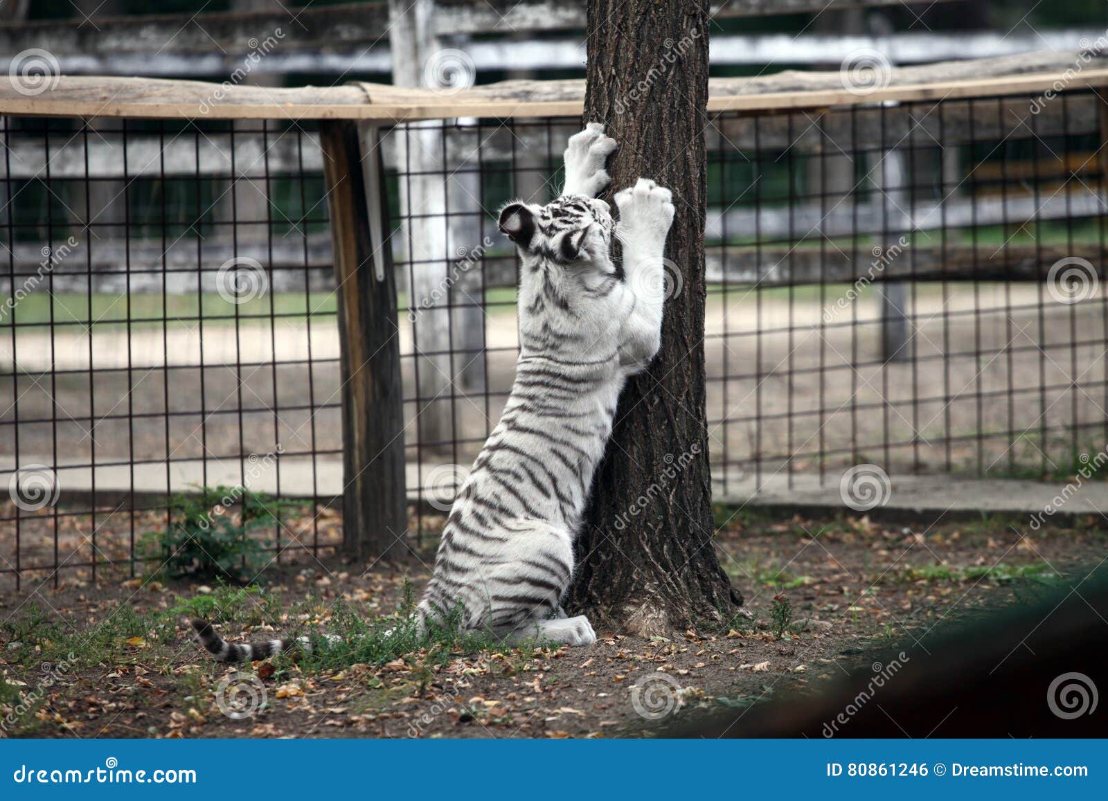 White bengal baby tiger stock photo. Image of sharpening - 80861246