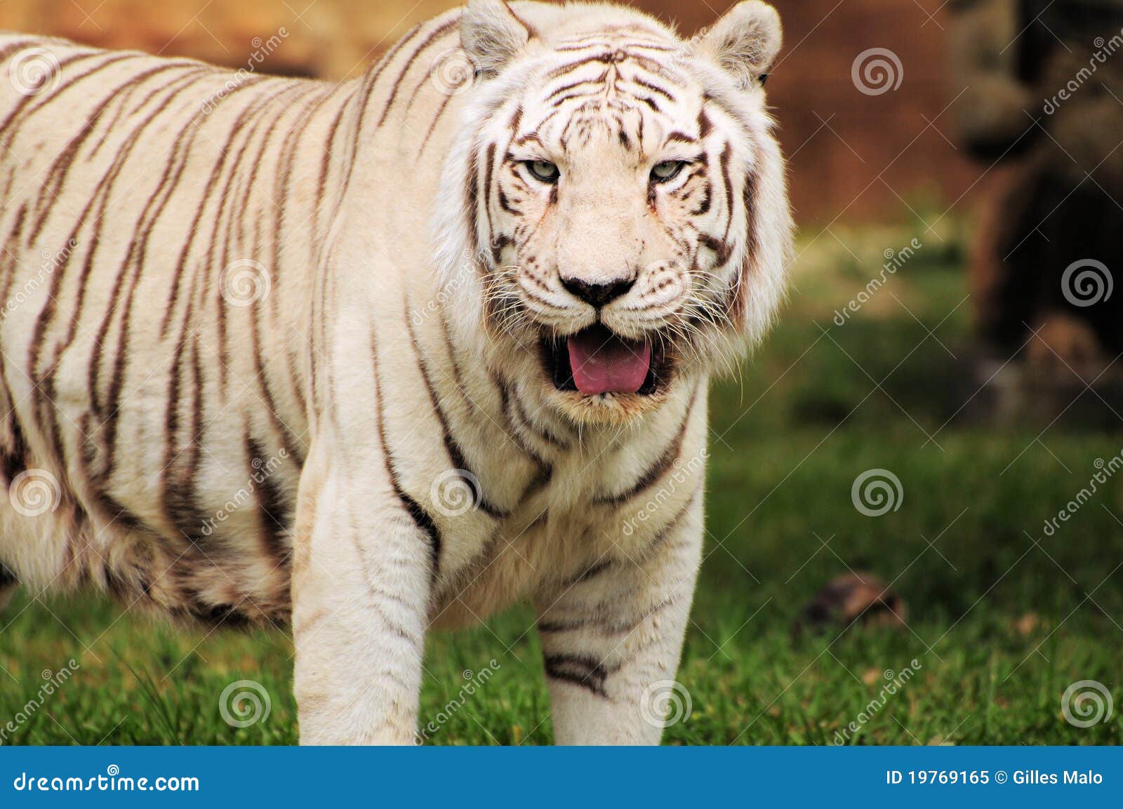White Bengal Tiger stock image. Image of friendship, eyes - 19769165