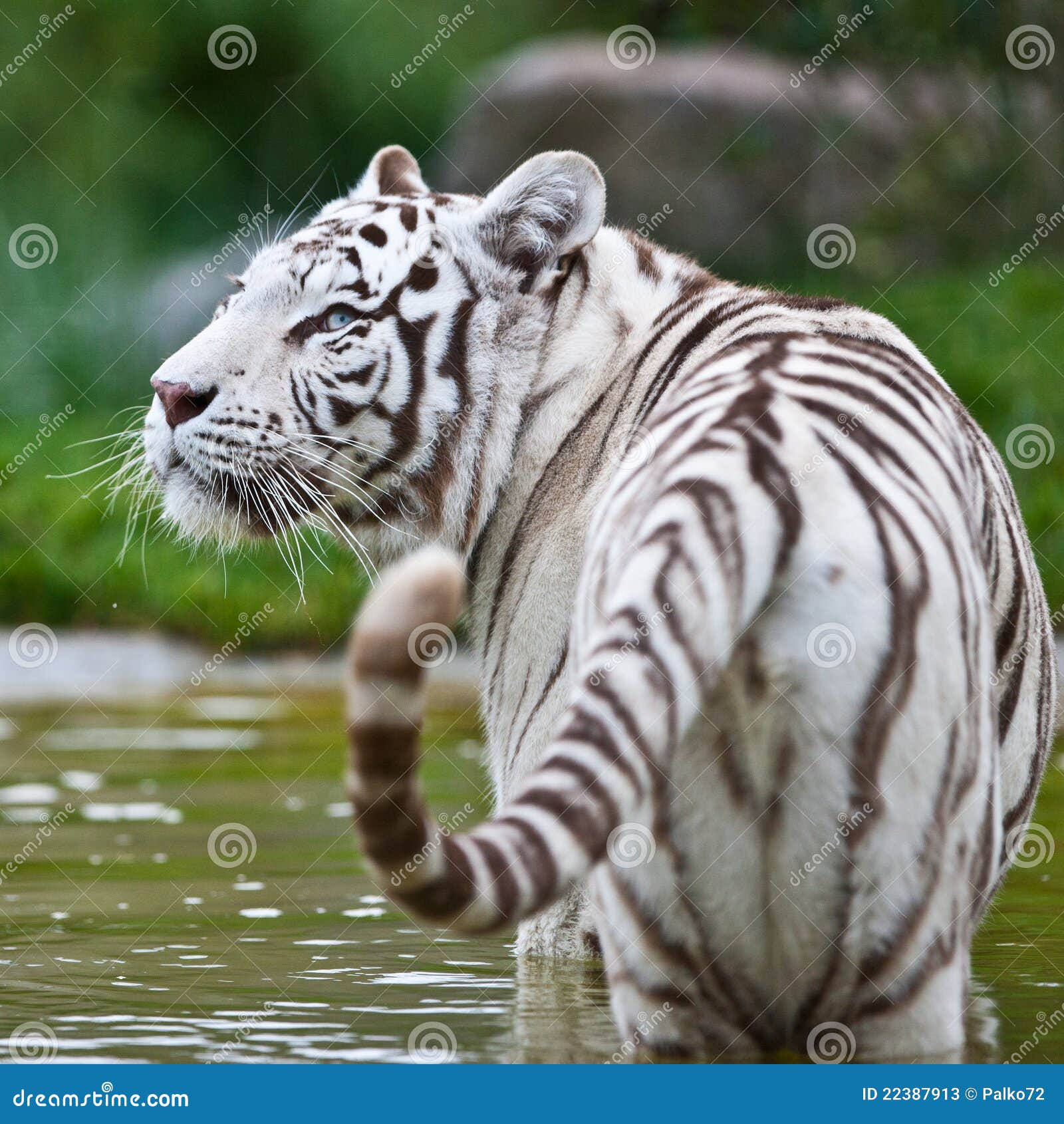 White Bengal Tiger In The Wild