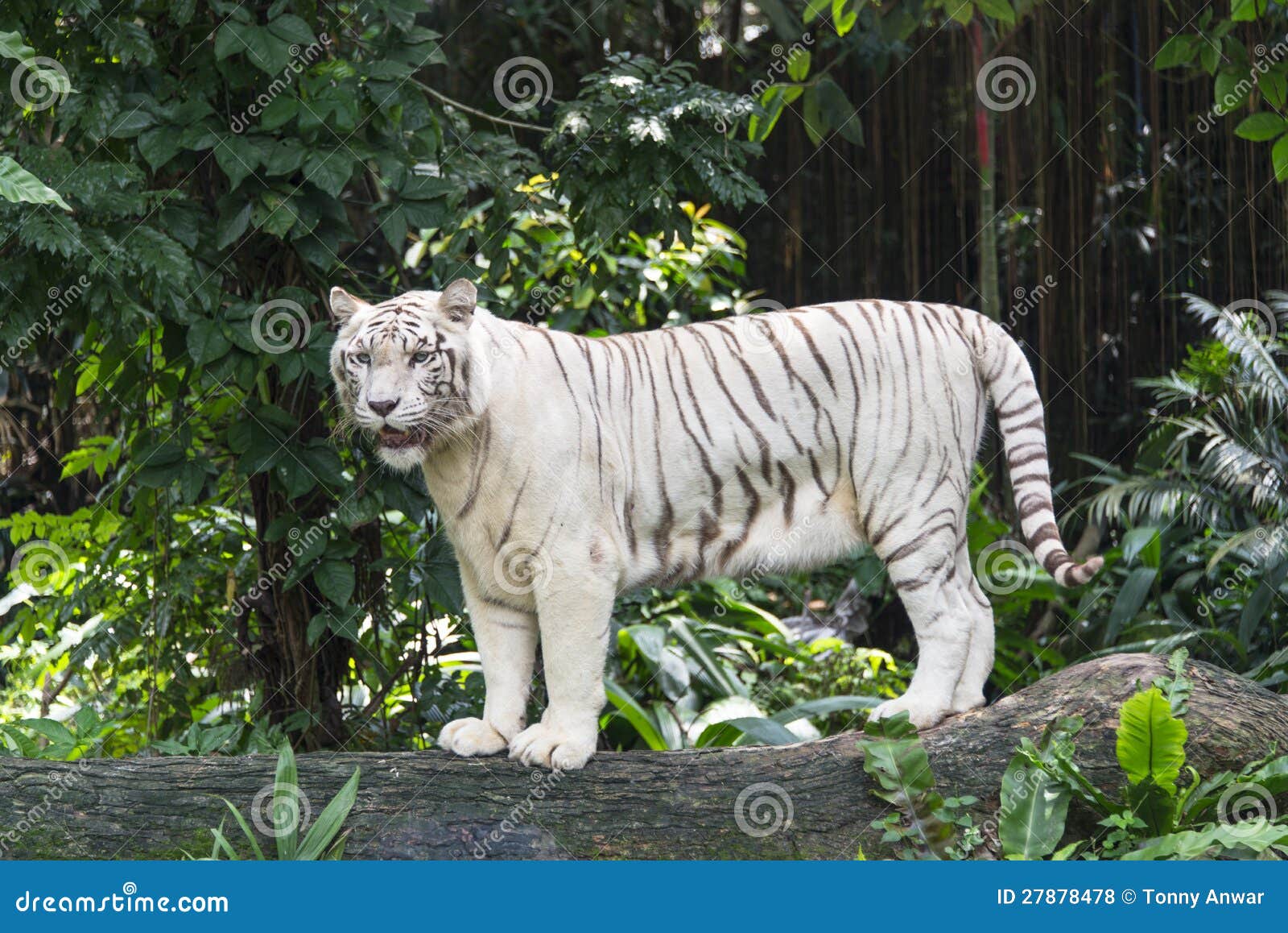 White Bengal Tiger stock photo. Image of stripes, tigris - 27878478