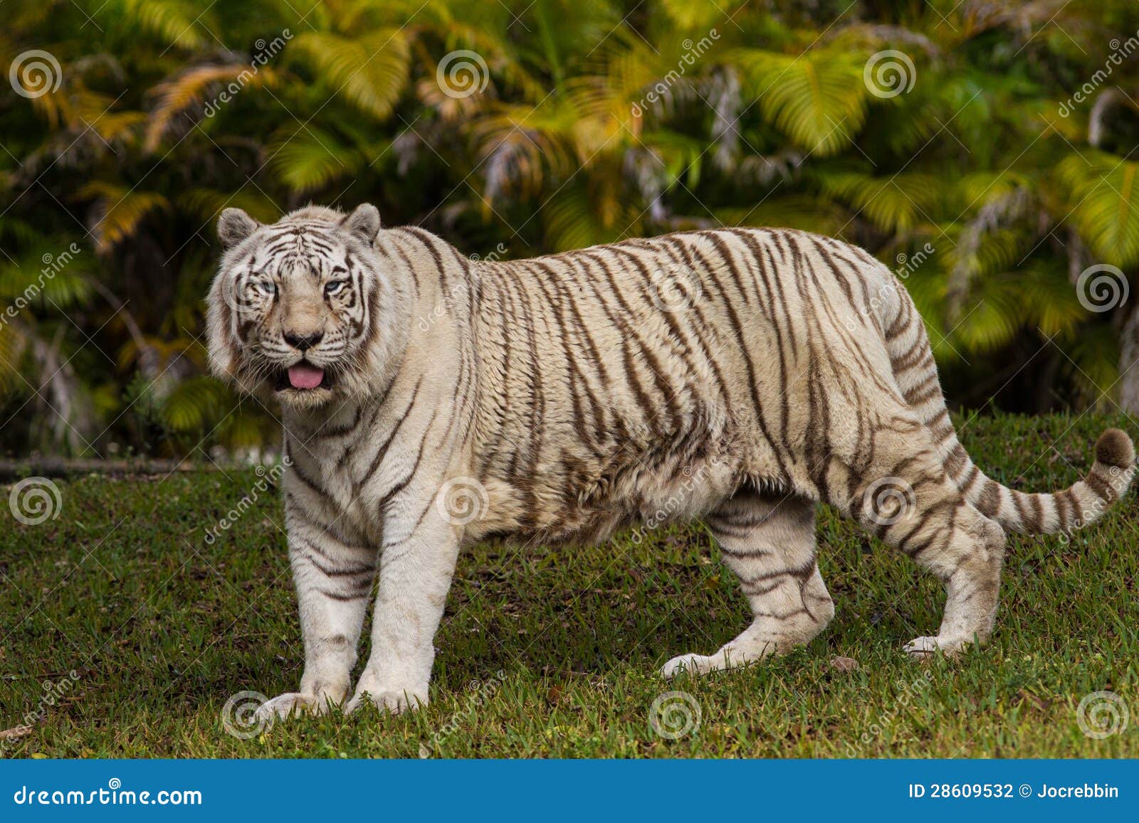 White bengal tiger stock photo. Image of nature, exotic - 28609532