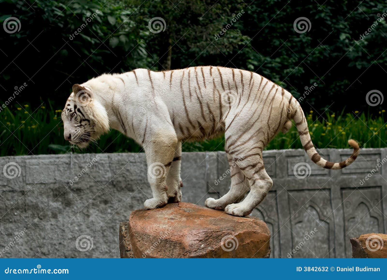 White Bengal Tiger Balancing Stock Photo - Image of furry, bengal: 3842632