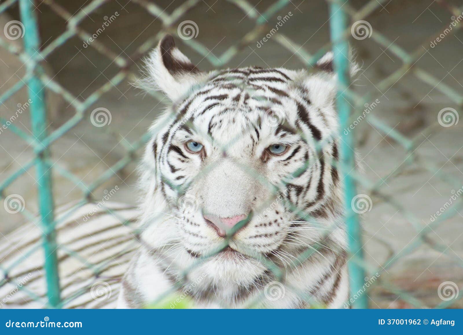 White bengal tiger in cage stock photo. Image of mammal - 37001962