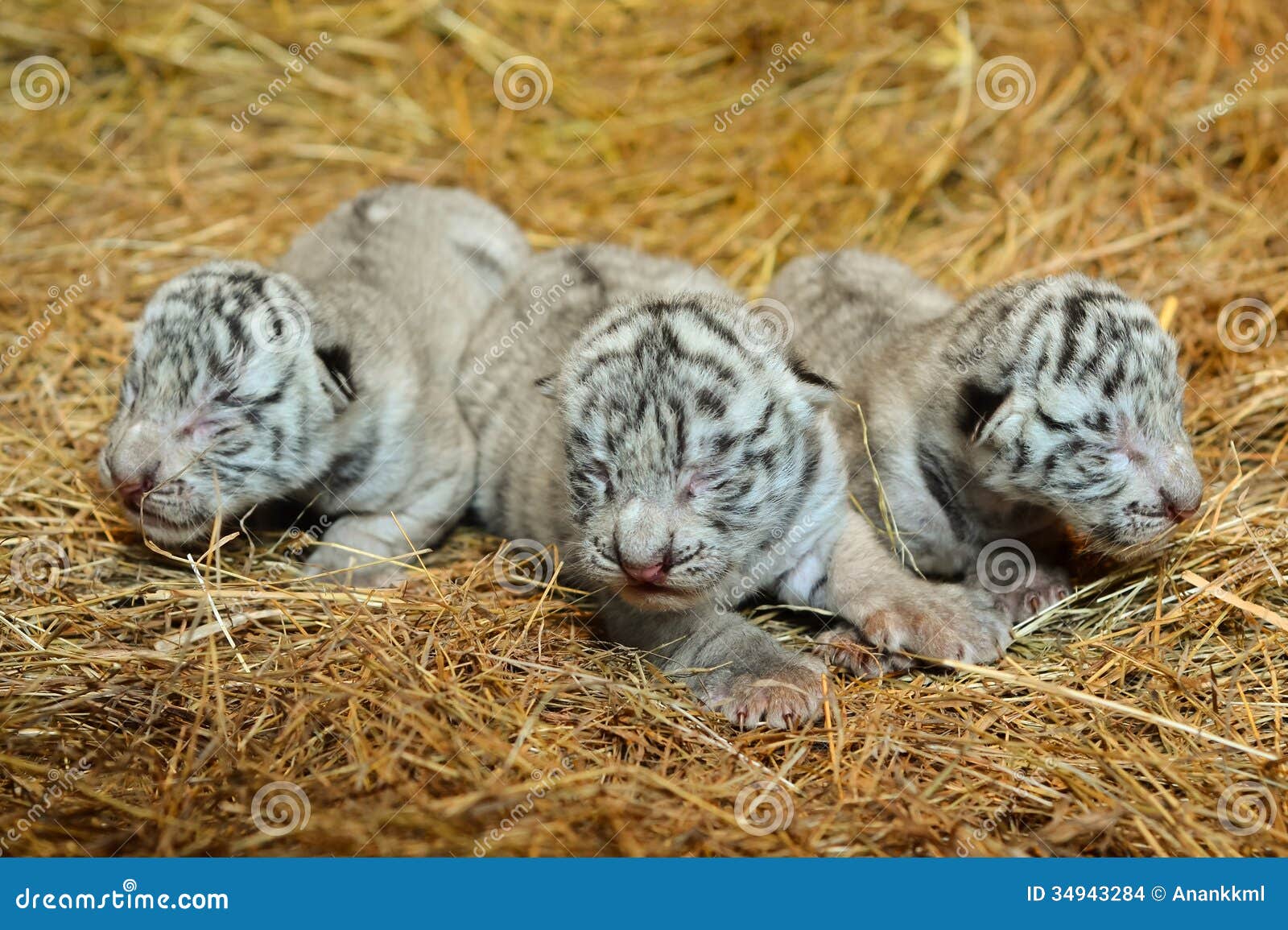 White bengal tiger cub stock photo. Image of black, newborn - 34943284