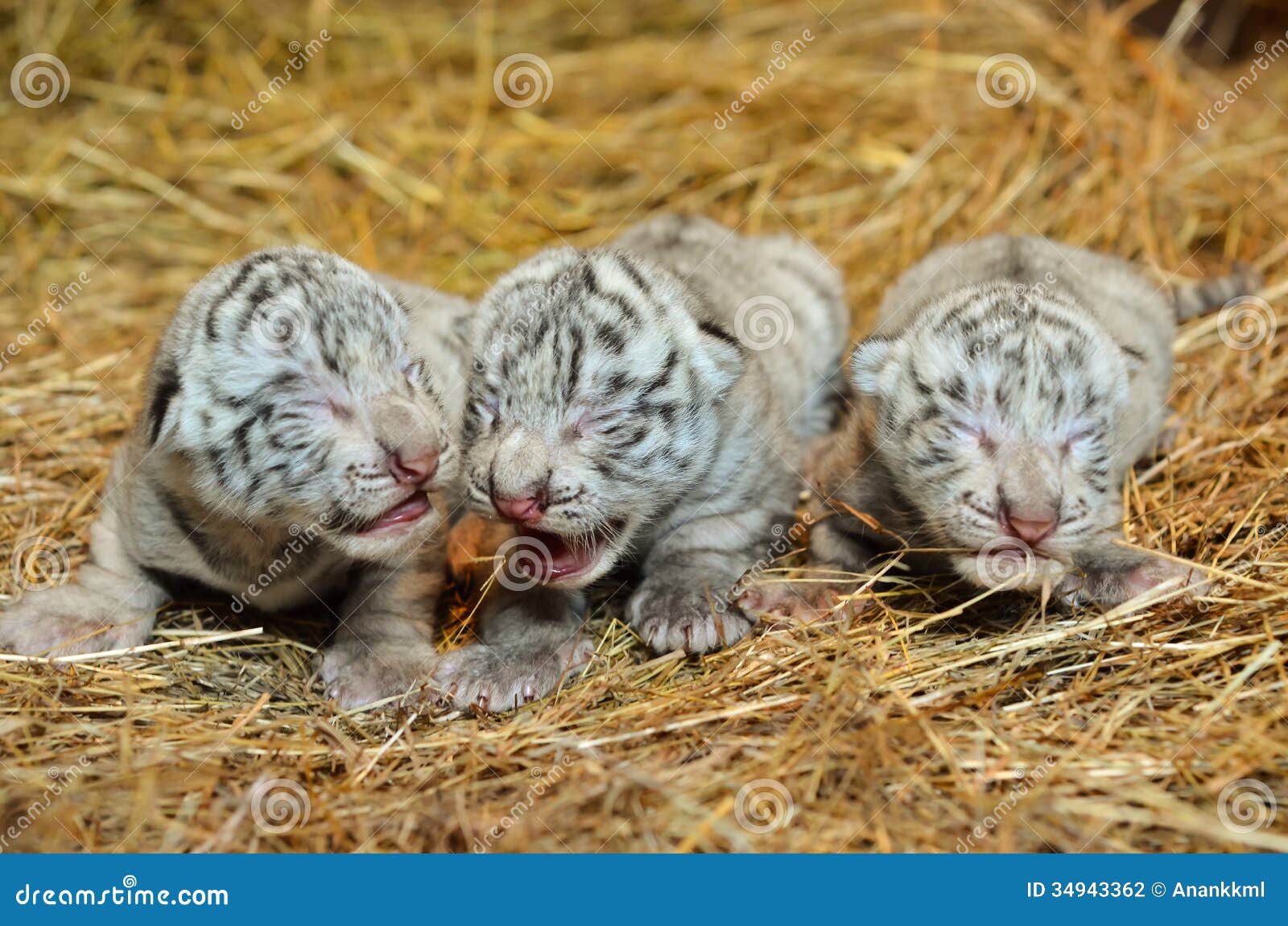 White bengal tiger cub stock photo. Image of group, furry - 34943362