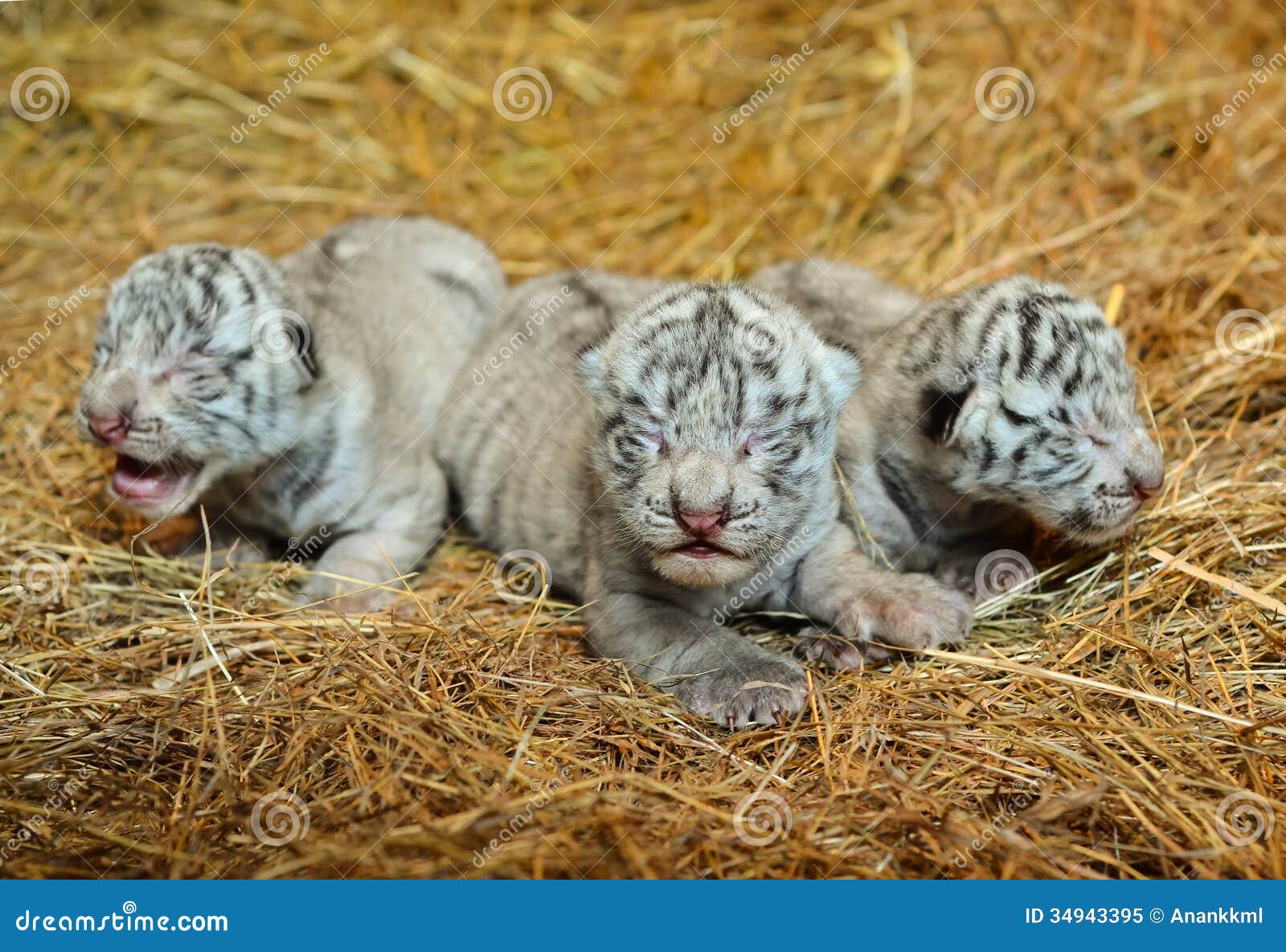 White bengal tiger cub stock image. Image of black, wildlife - 34943395