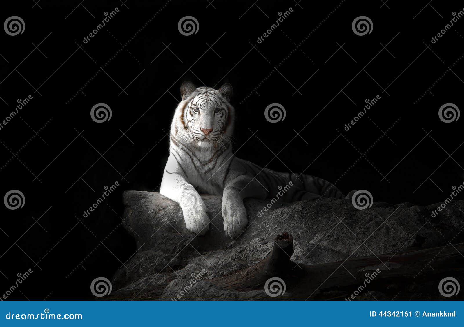 White bengal tiger stock image. Image of black, look - 44342161