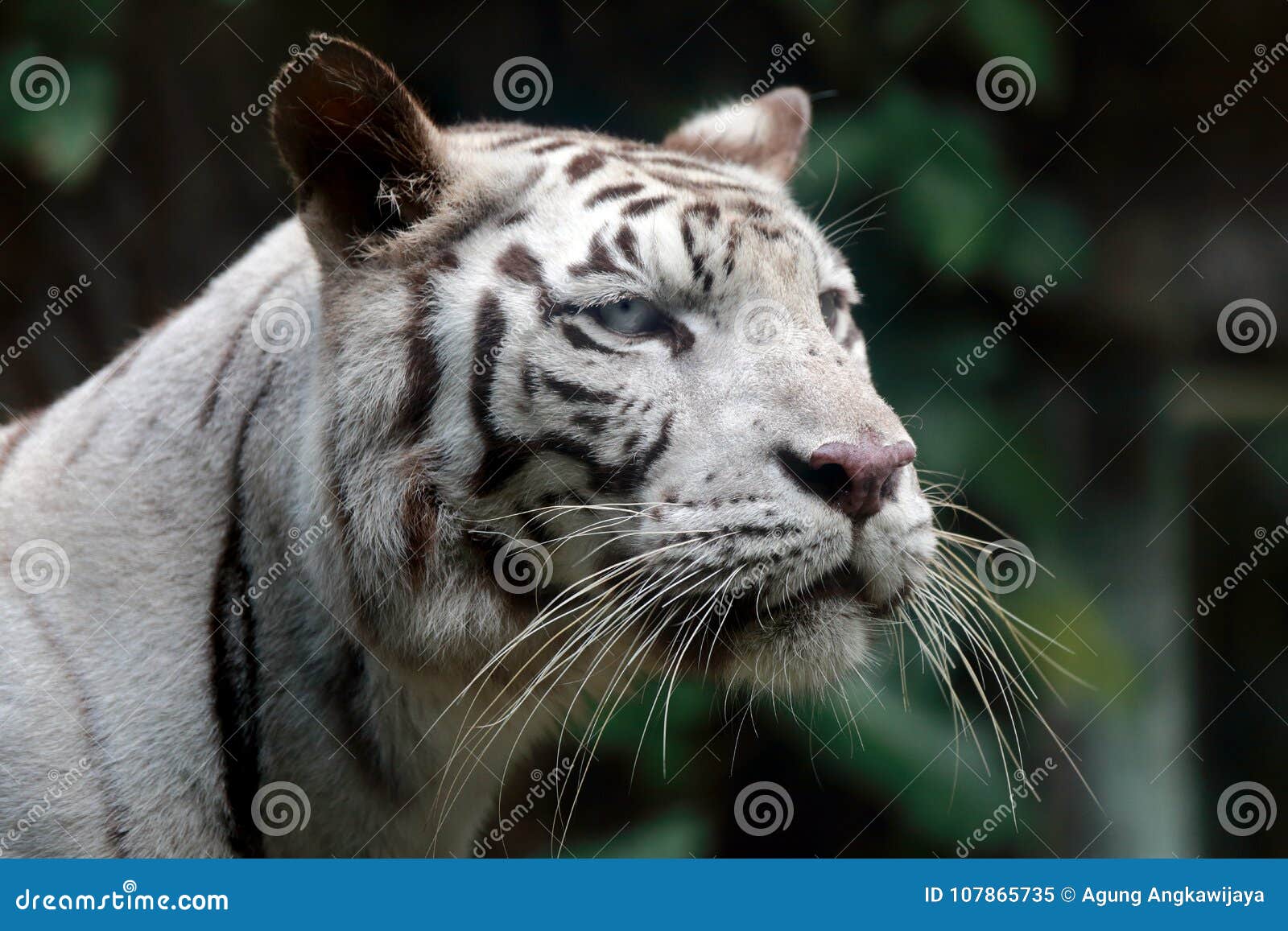 White Bengal Tiger Face View Stock Image - Image of stripes, threatened ...