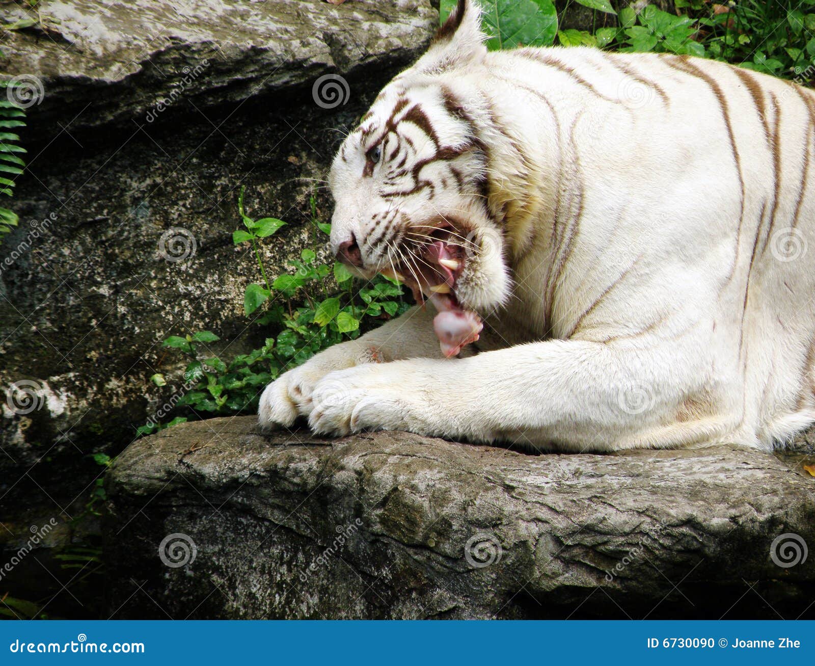 White Bengal Tiger Feeding on Meat Stock Photo - Image of feeding ...