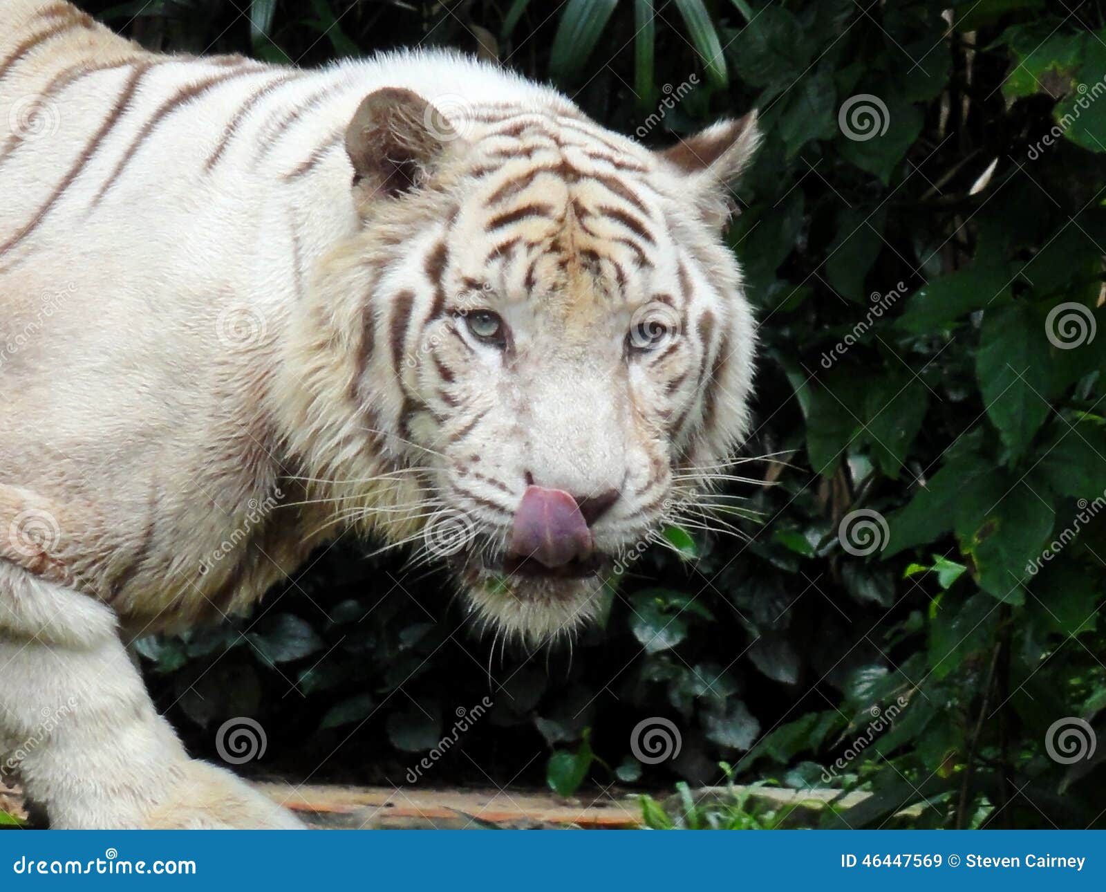 White Bengal Tiger stock image. Image of nature, lips - 46447569