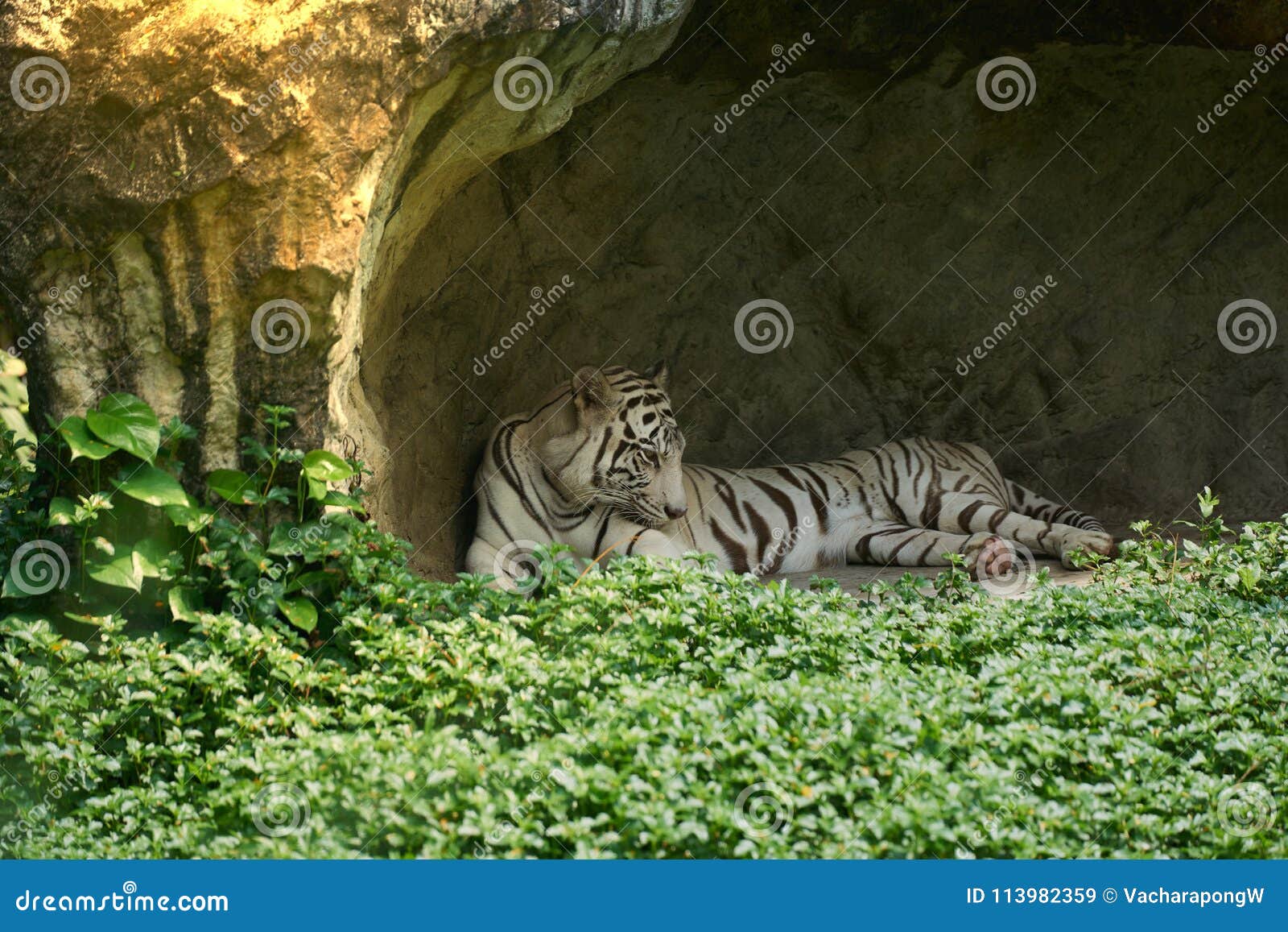 White or Bengal Tiger Lie Down in Small Cave with Grass in Foreground ...