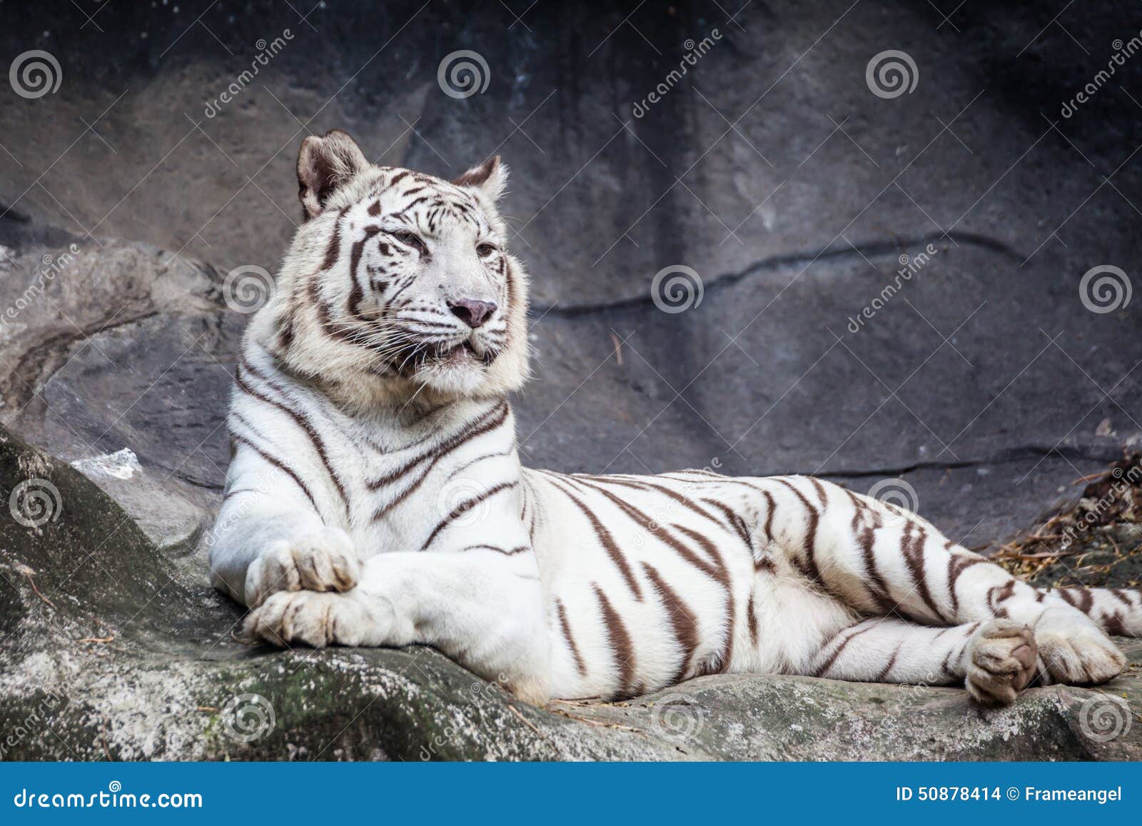 White Bengal Tiger, Lying, Relax, and Watching on Cliff Stock Photo ...