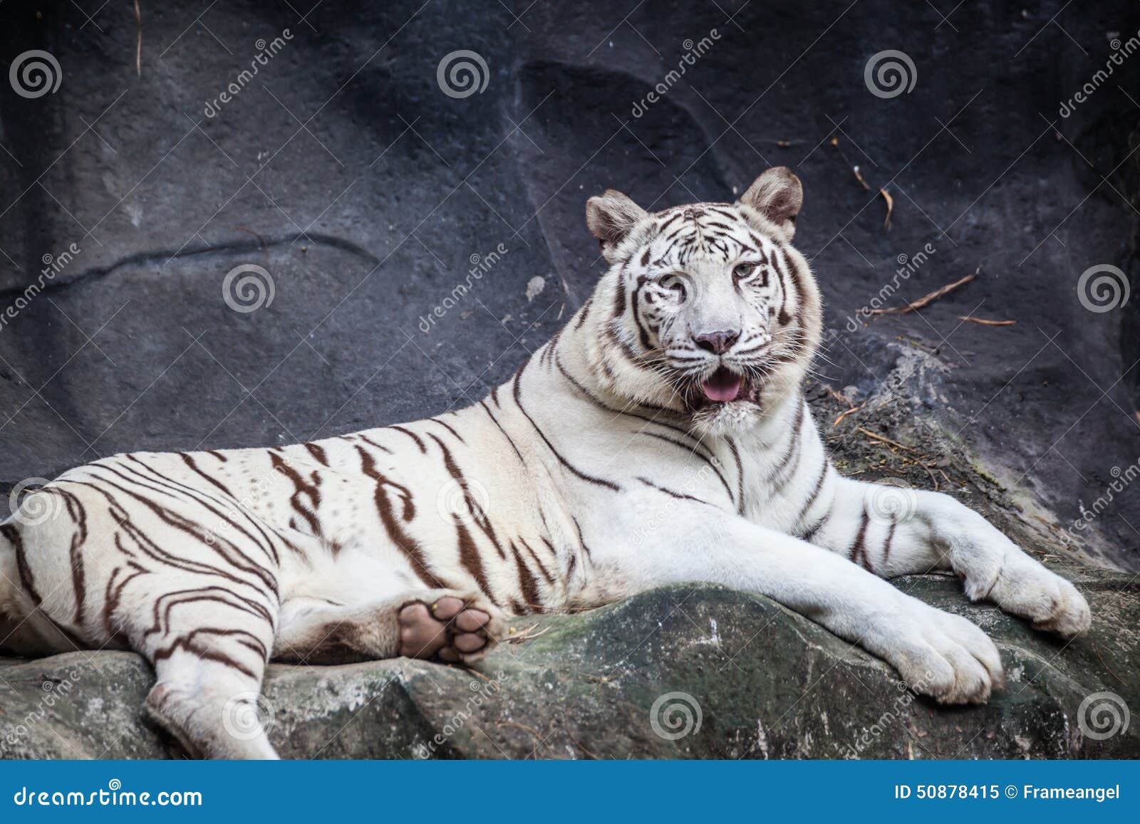 White Bengal Tiger, Lying, Relax, And Watching On Cliff Royalty-Free ...
