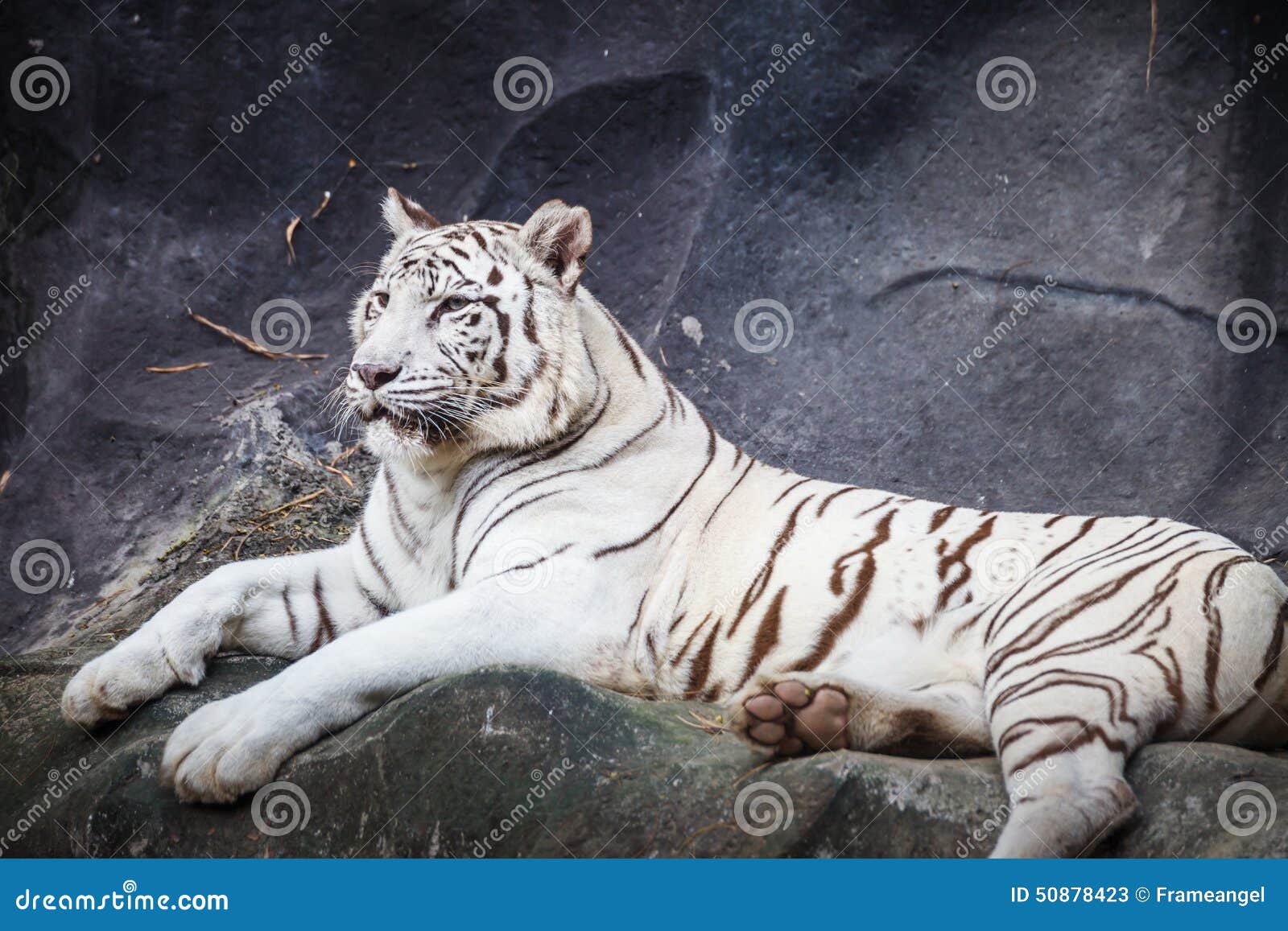 White Bengal Tiger, Lying, Relax, and Watching on Cliff Stock Image ...