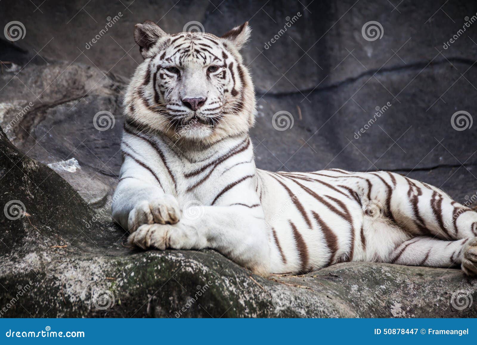 White Bengal Tiger, Lying, Relax, and Watching on Cliff Stock Image ...