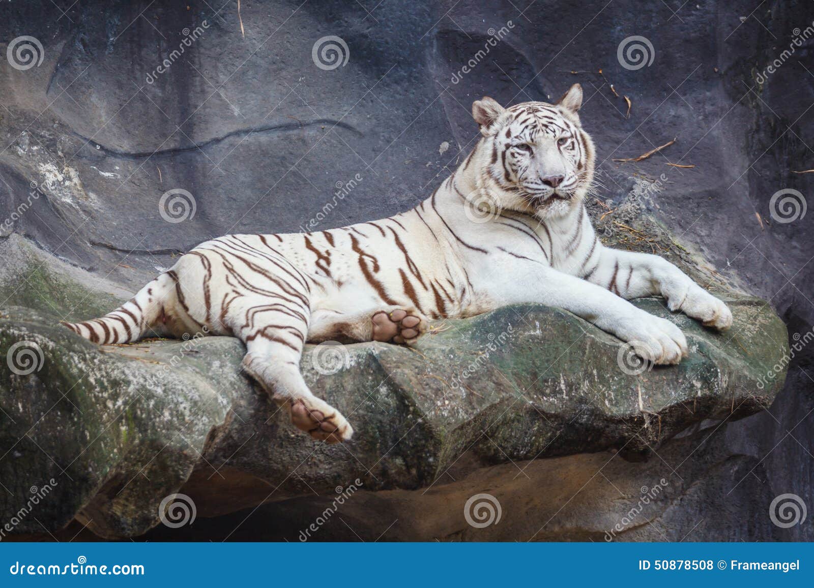 White Bengal Tiger, Lying, Relax, And Watching On Cliff Stock ...