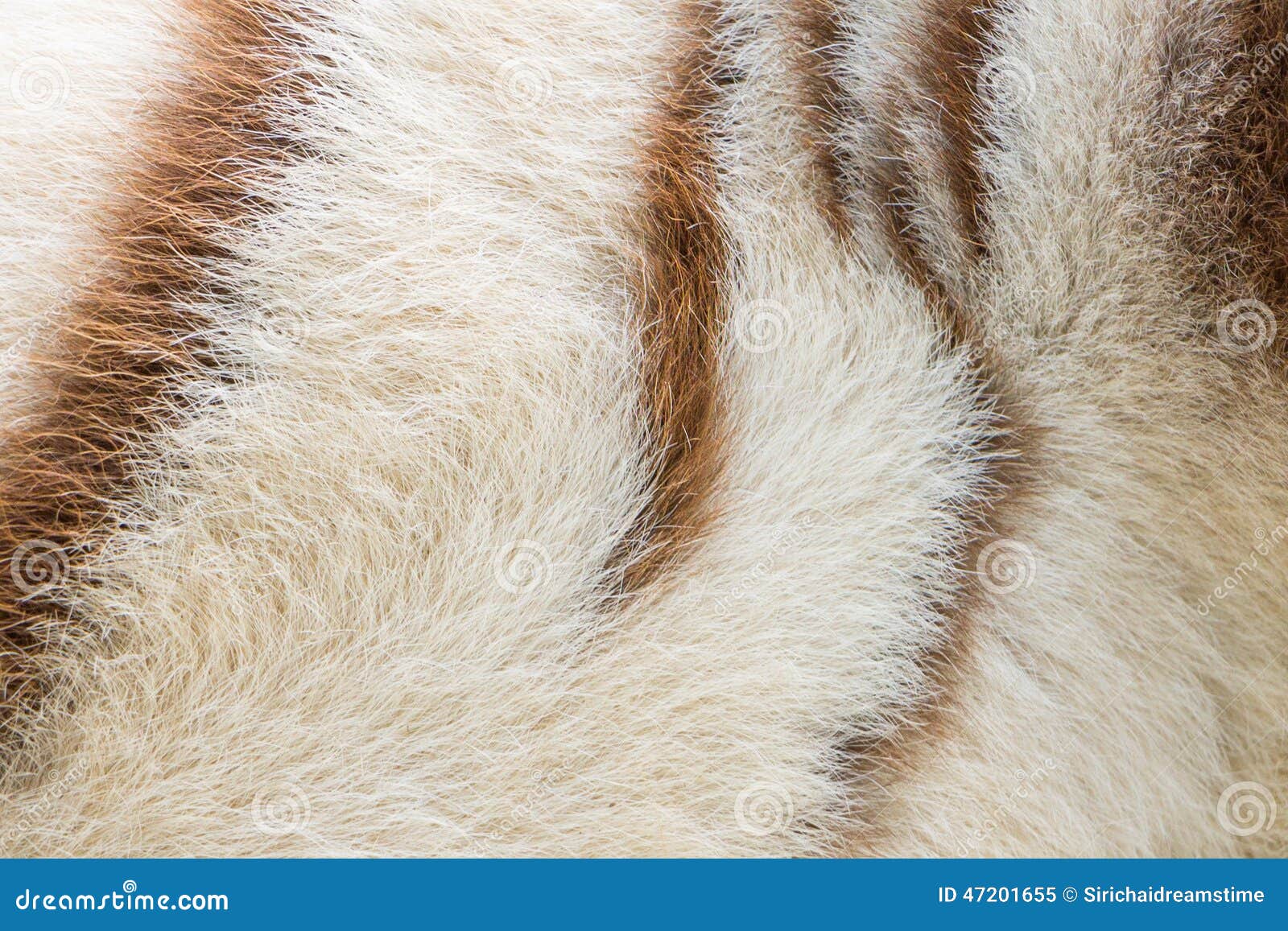 White bengal Tiger pattern stock image. Image of wildlife - 47201655