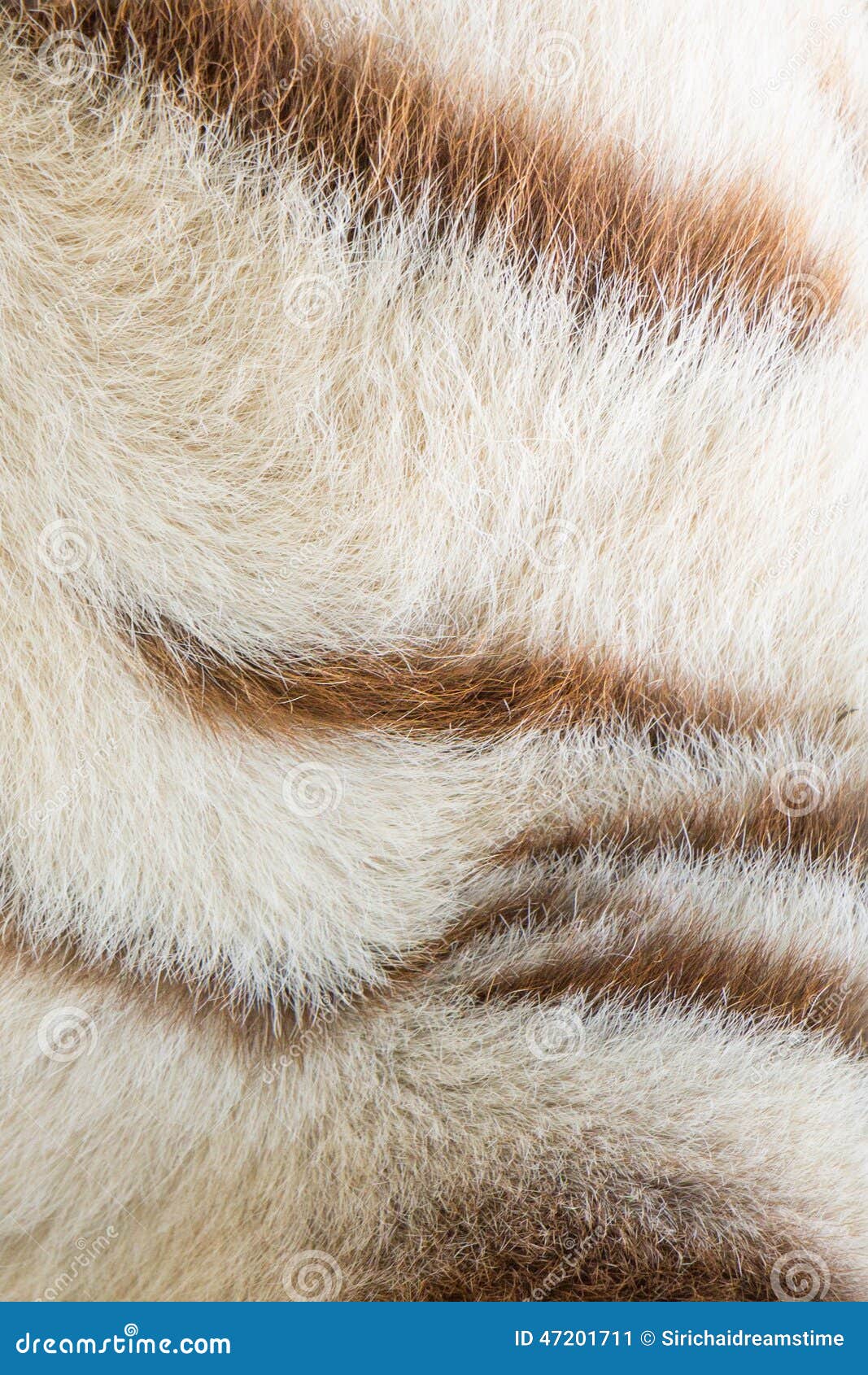 White bengal Tiger pattern stock image. Image of striped - 47201711