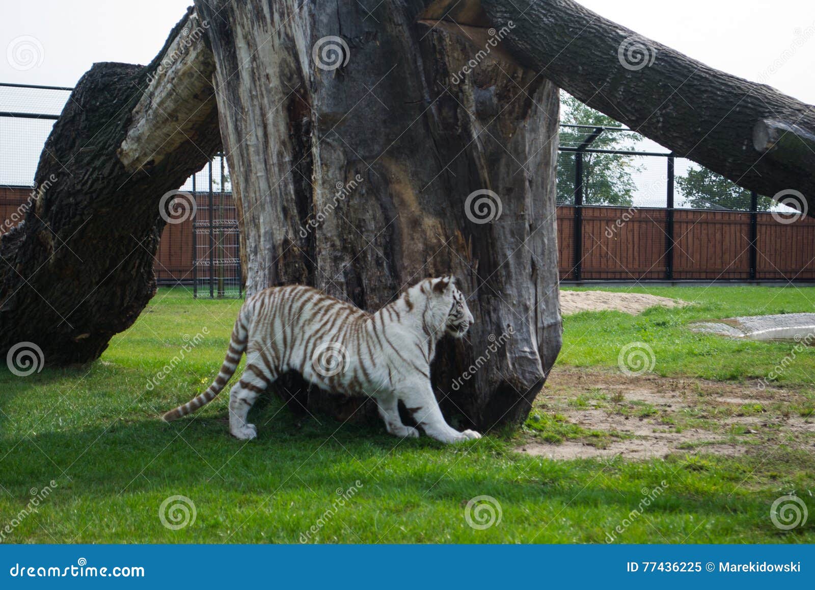 White Bengal tiger stock image. Image of predator, tiger - 77436225