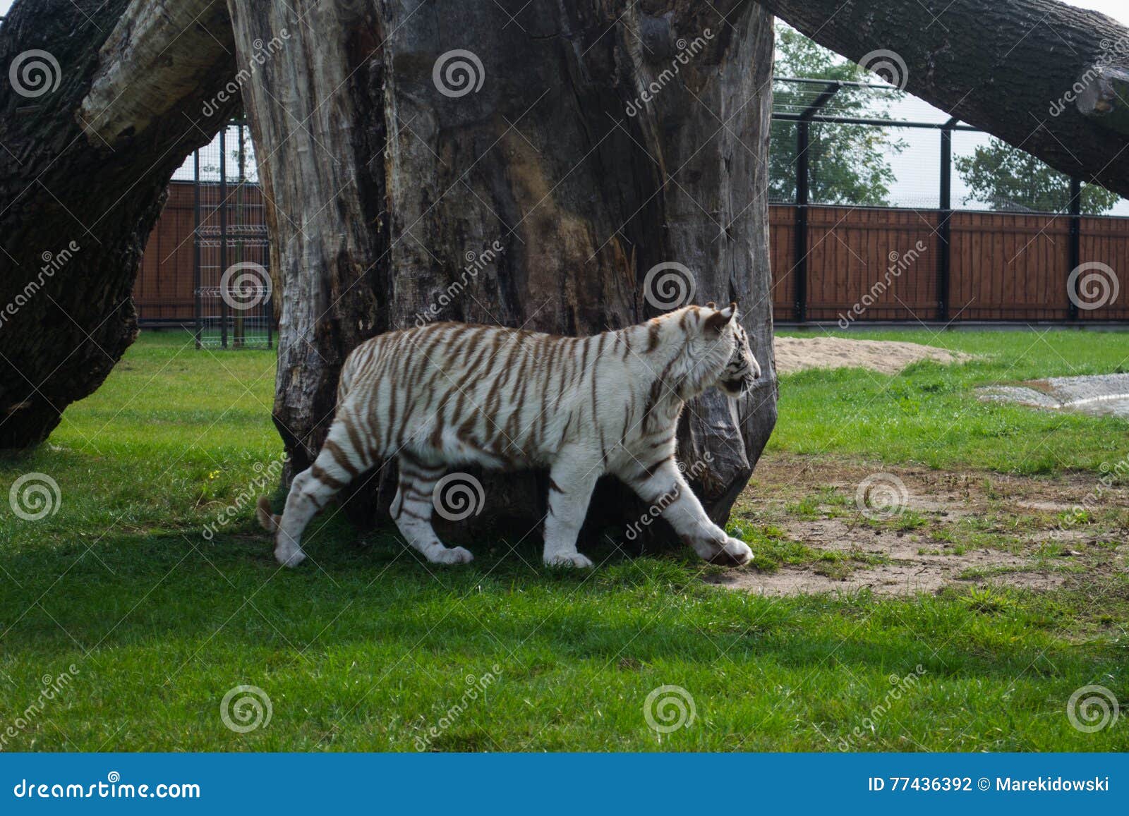 White Bengal tiger stock photo. Image of predator, eating - 77436392