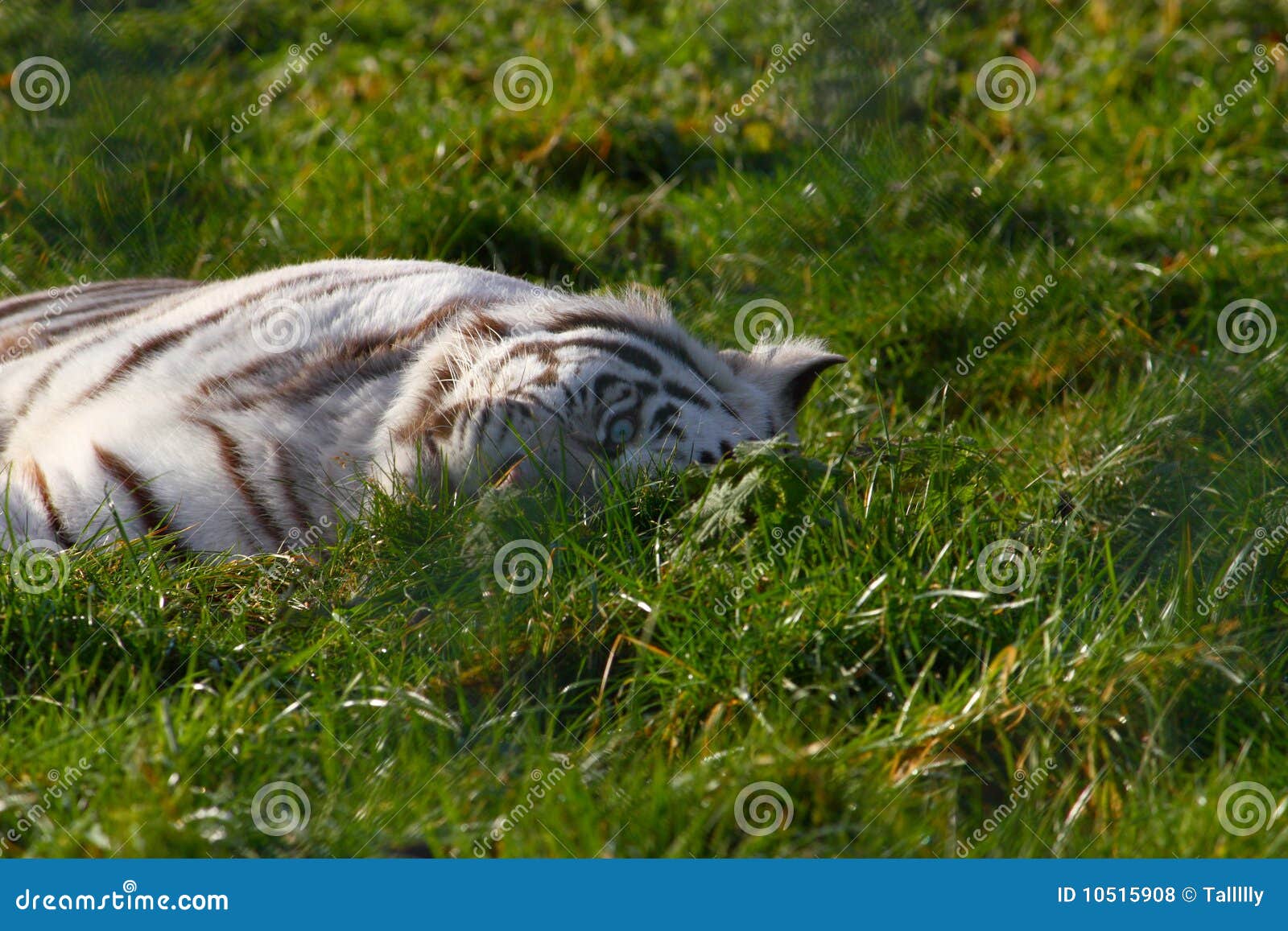 White bengal tiger at rest stock photo. Image of predator - 10515908
