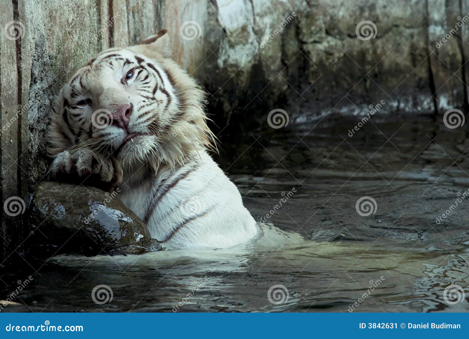 White Bengal Tiger Scratching Stock Image - Image of albino, rare: 3842631