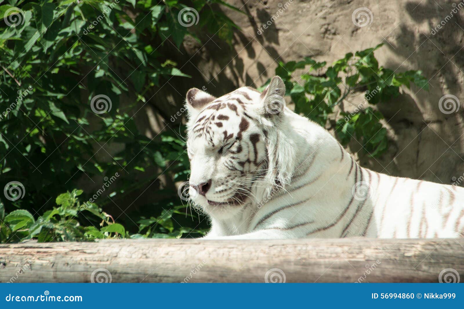 Tiger - Stealth Royalty-Free Stock Image | CartoonDealer.com #12480160