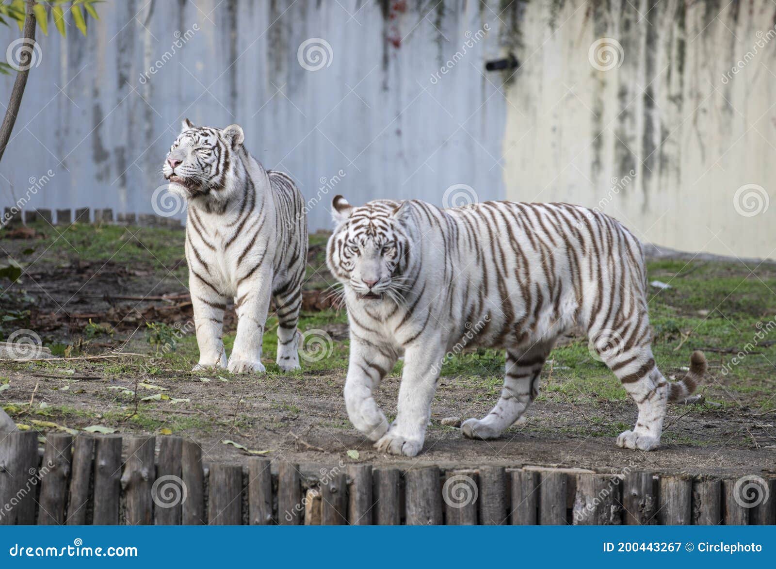 White Bengal Tigers in the Zoo Editorial Photography - Image of animals ...