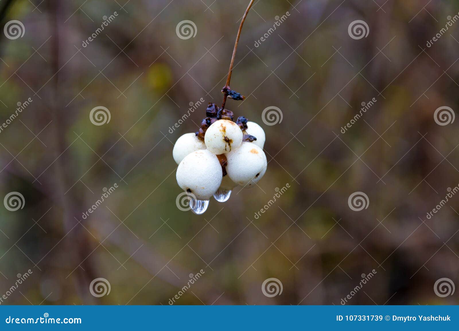 White Berries Hanging Down, a Bunch of White Berries. Stock Image ...