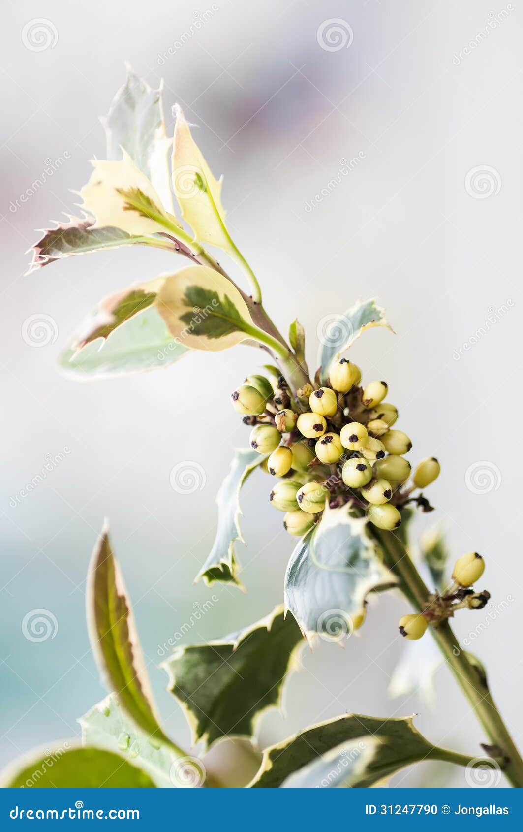 White berries stock photo. Image of summer, berry, therapy - 31247790