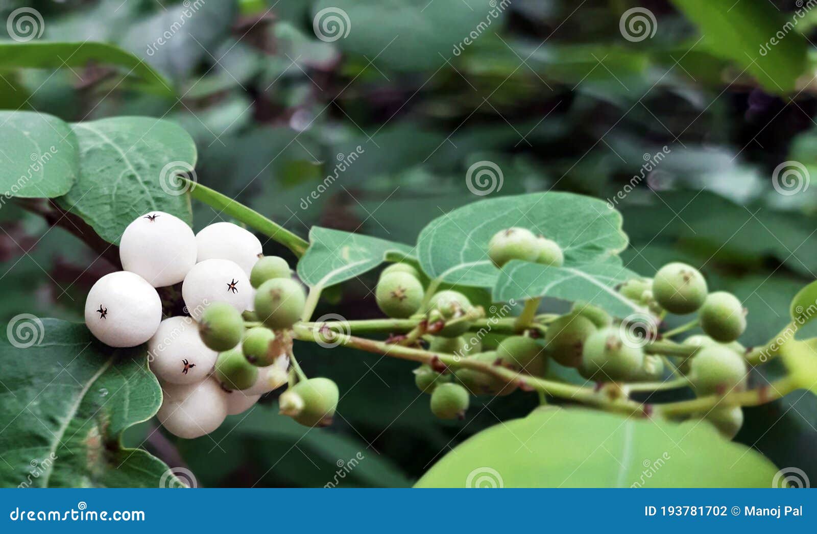 WHITE BERRY stock photo. Image of plant, seasonal, tree - 193781702