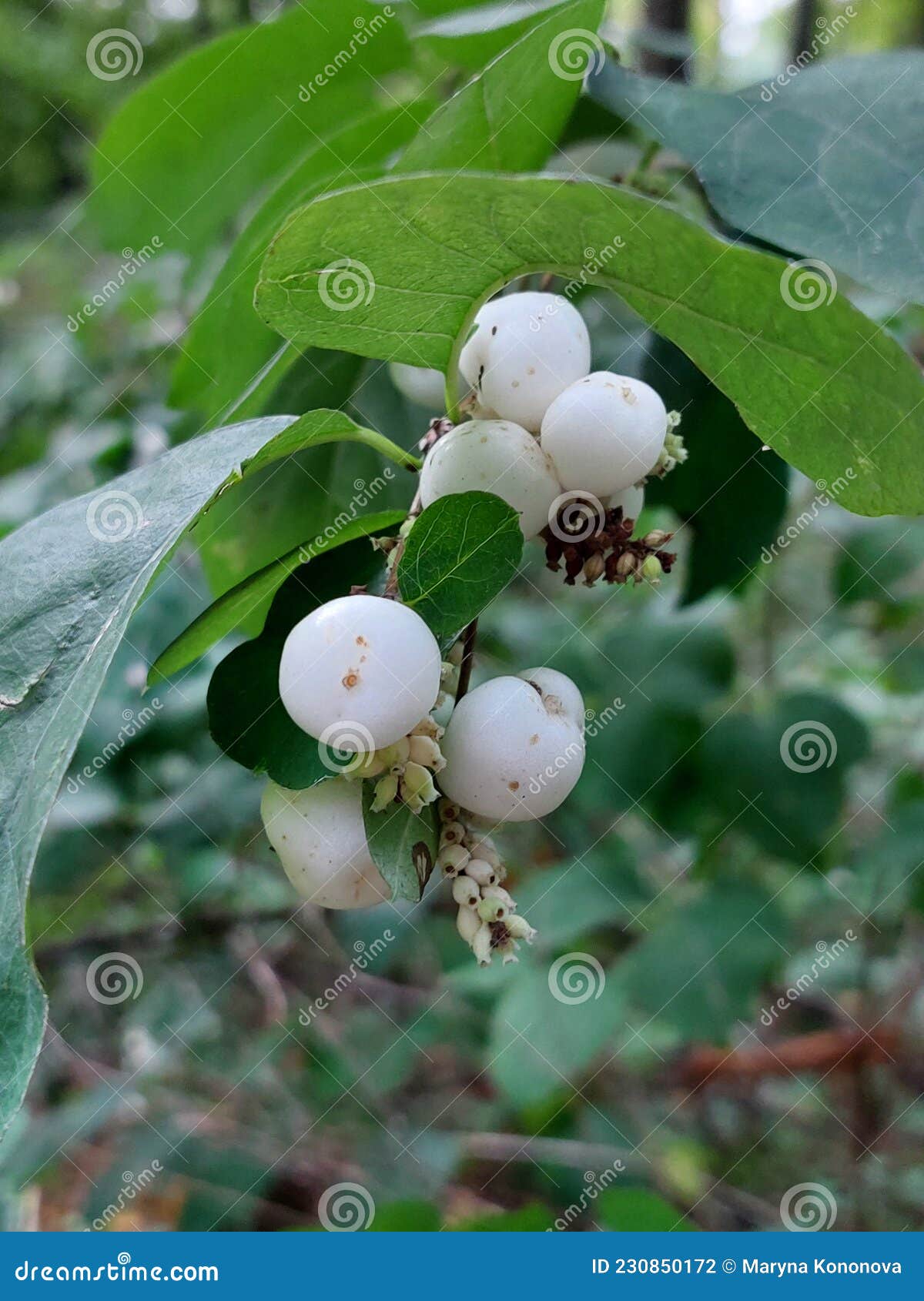 White berry on the bush stock photo. Image of wildflower - 230850172