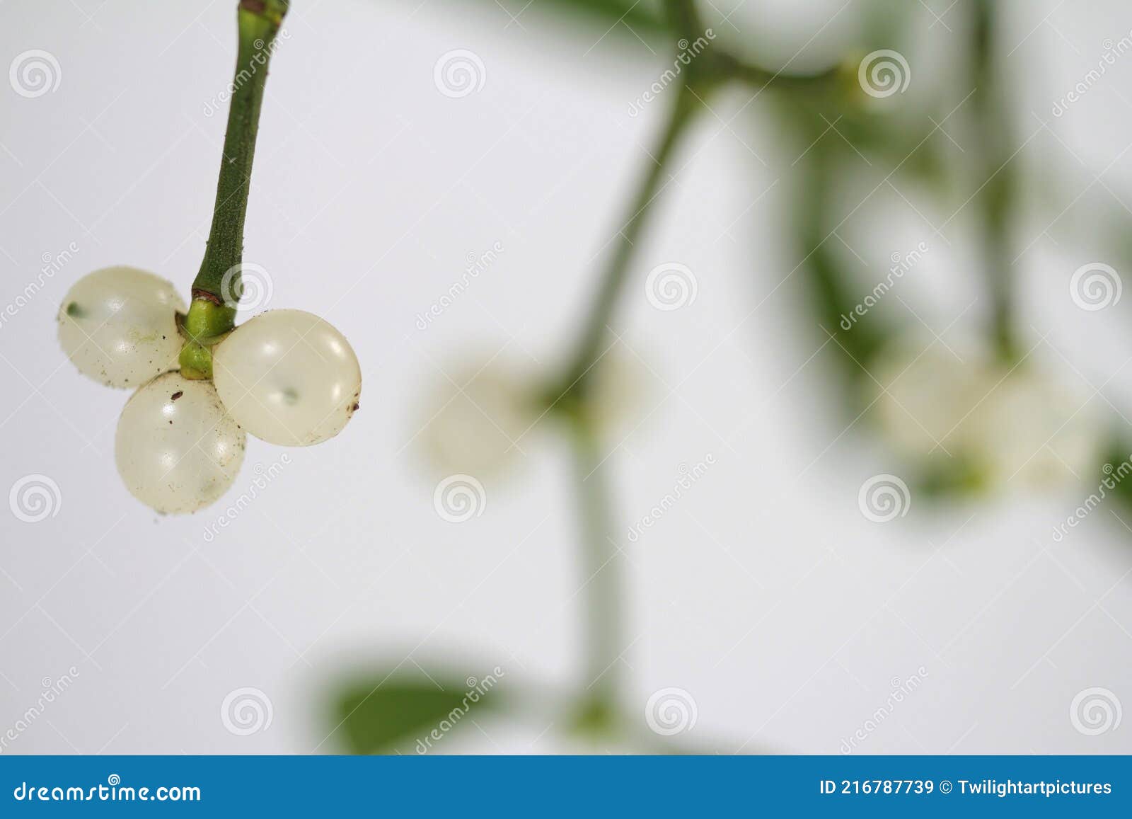 White Berry Mistletoe Shown in Detail Stock Image - Image of hardwood ...