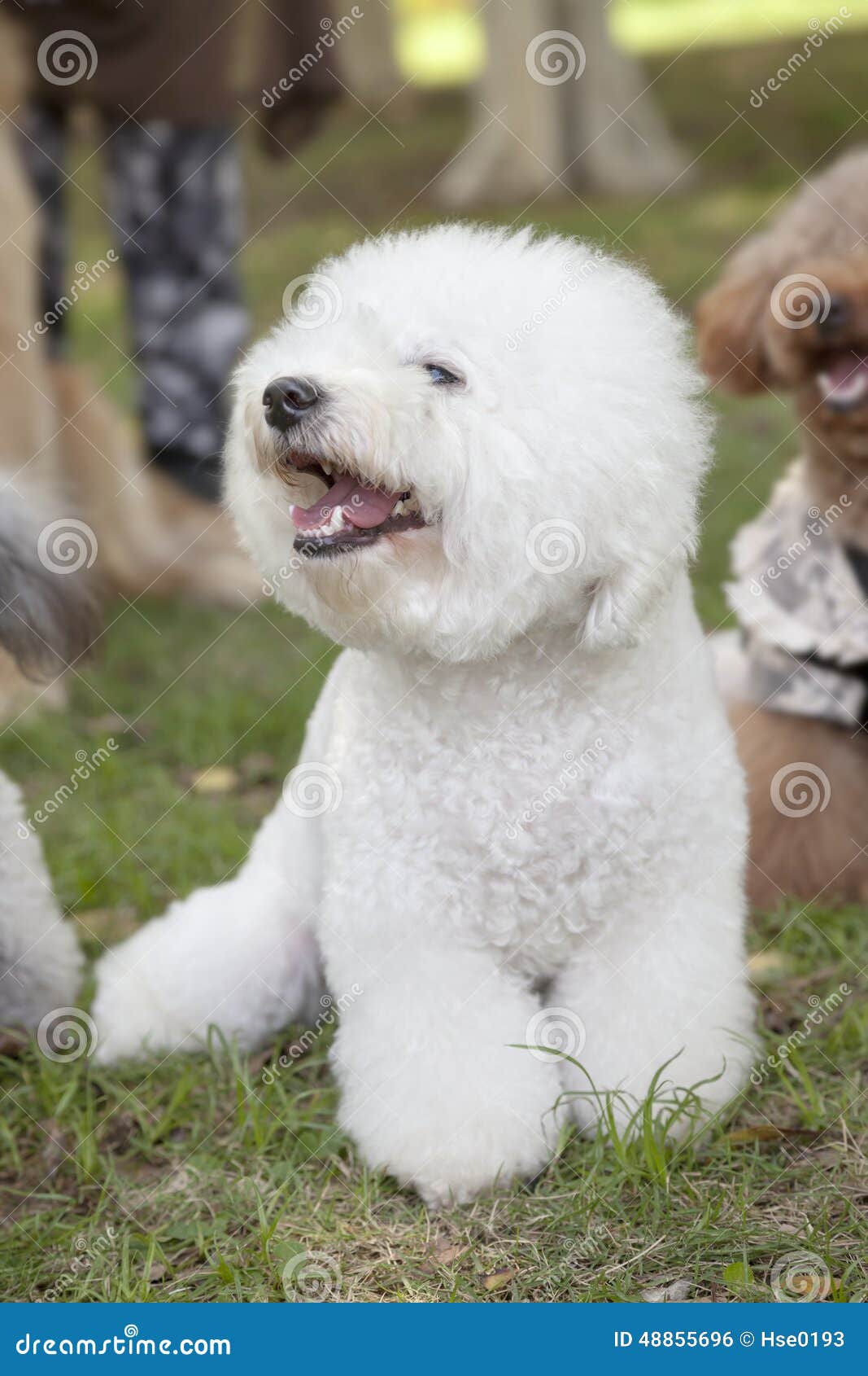 White bichon frise stock photo. Image of frise, outdoor - 48855696