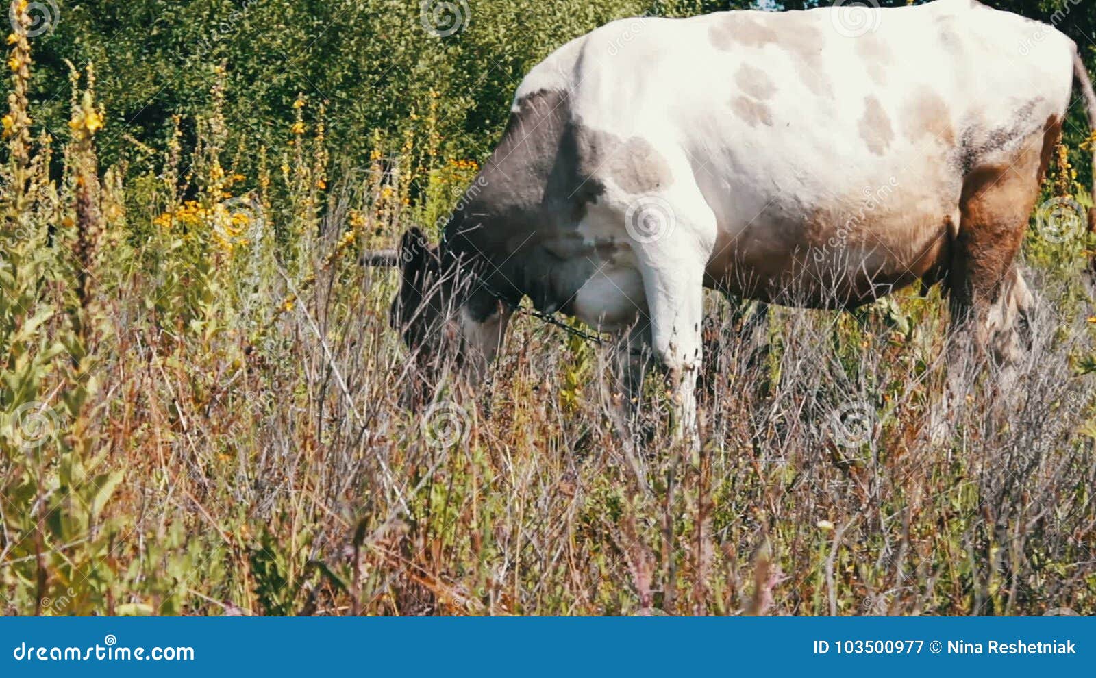 White Big Cow is Eating Grass on a Meadow Stock Video - Video of wild ...